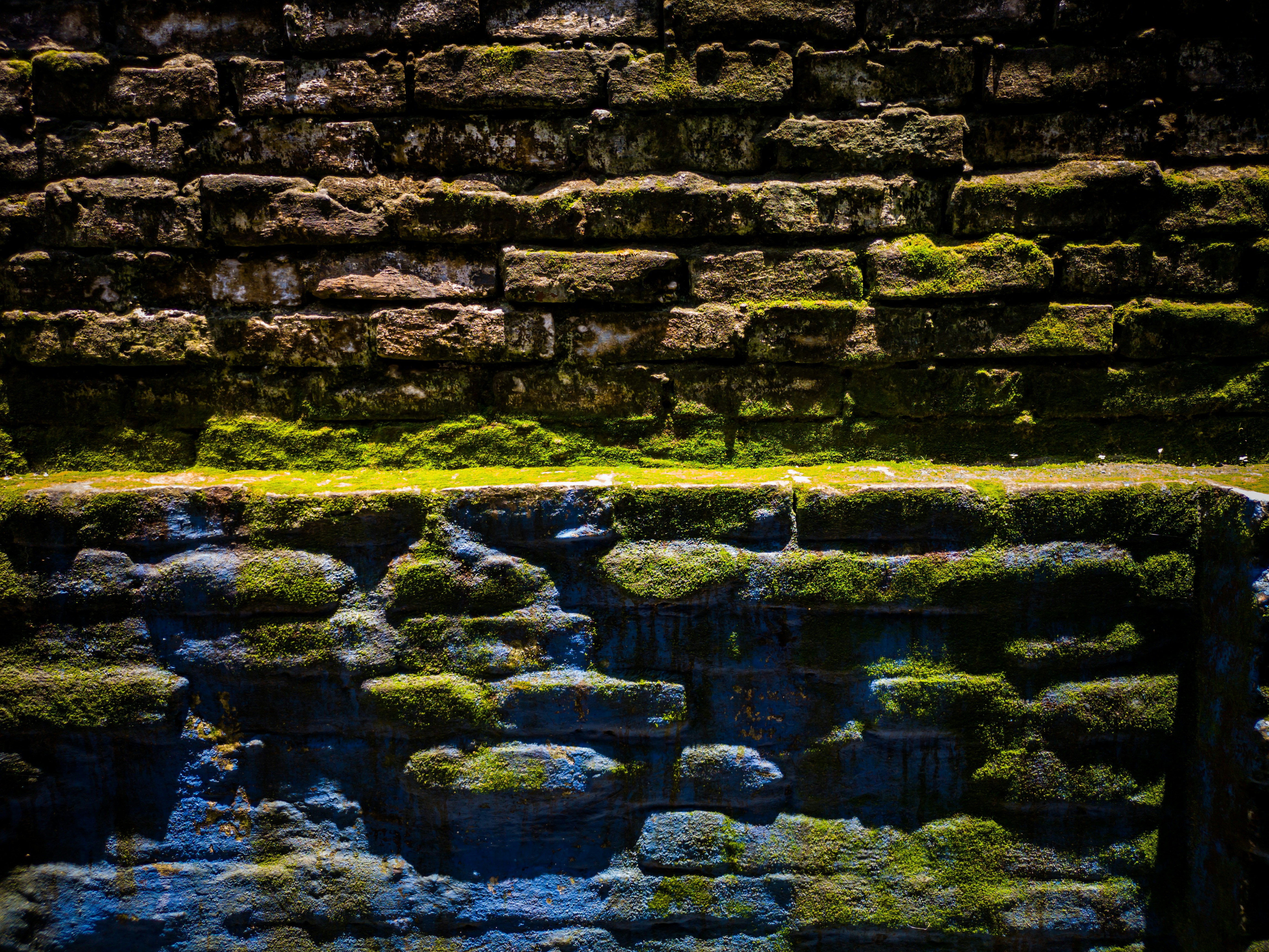 Green moss on grey concrete wall photo – Free Wallpaper for iphone ...