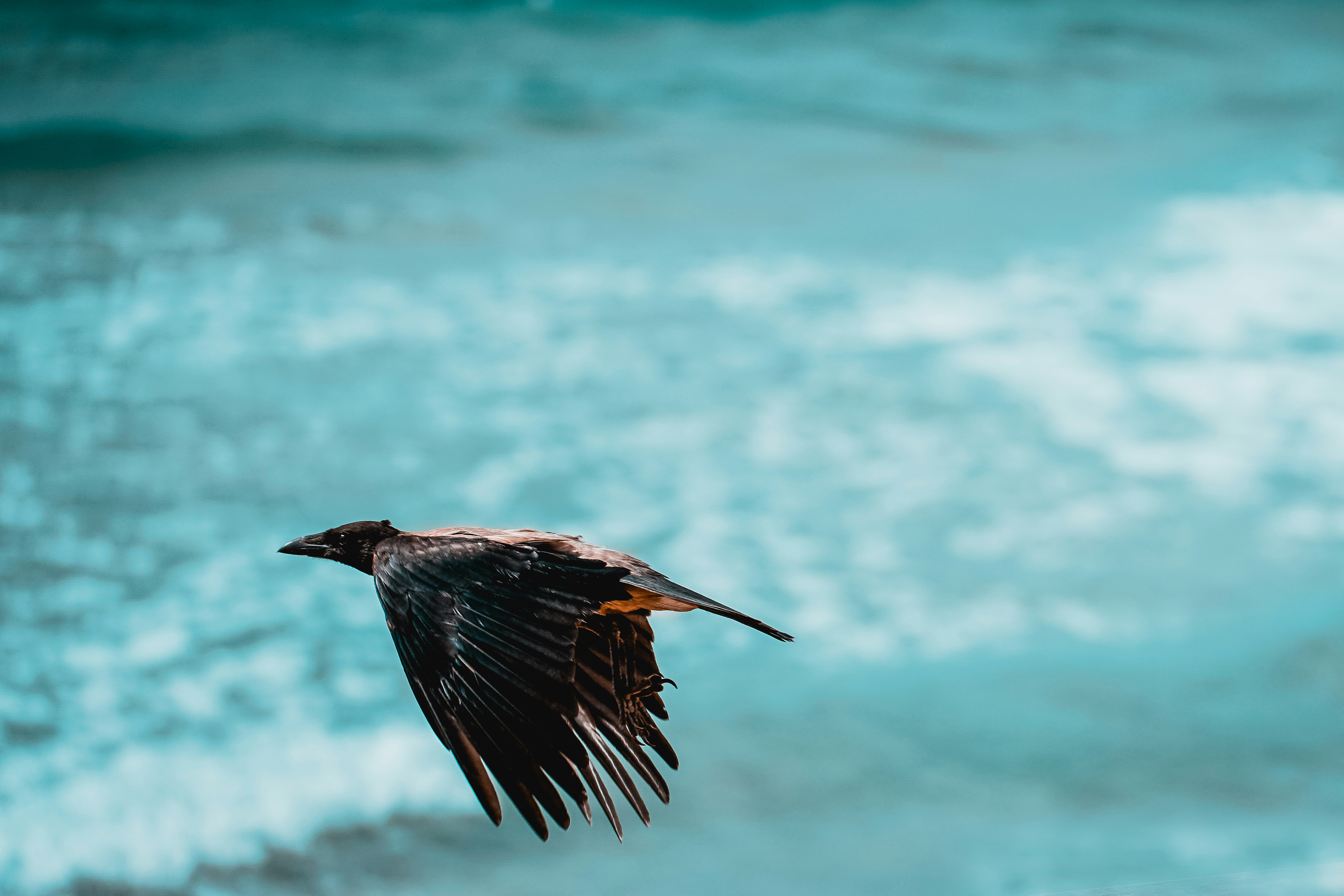 Azure Current: Seabird in Mid-Flight Over Turquoise Seas