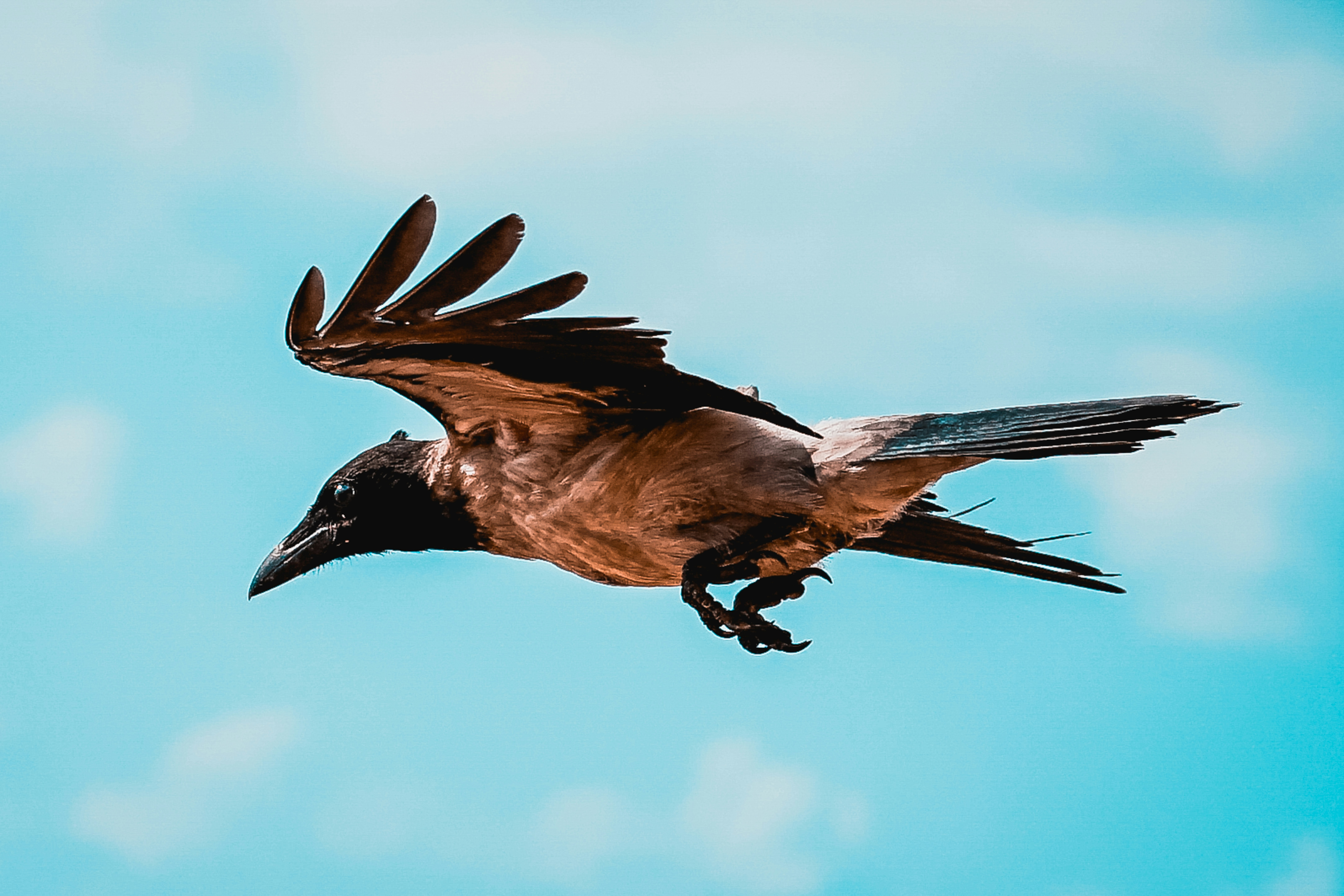 A raven in mid-flight, wings outstretched against a bright blue sky, showcasing its graceful motion and intricate feather details.