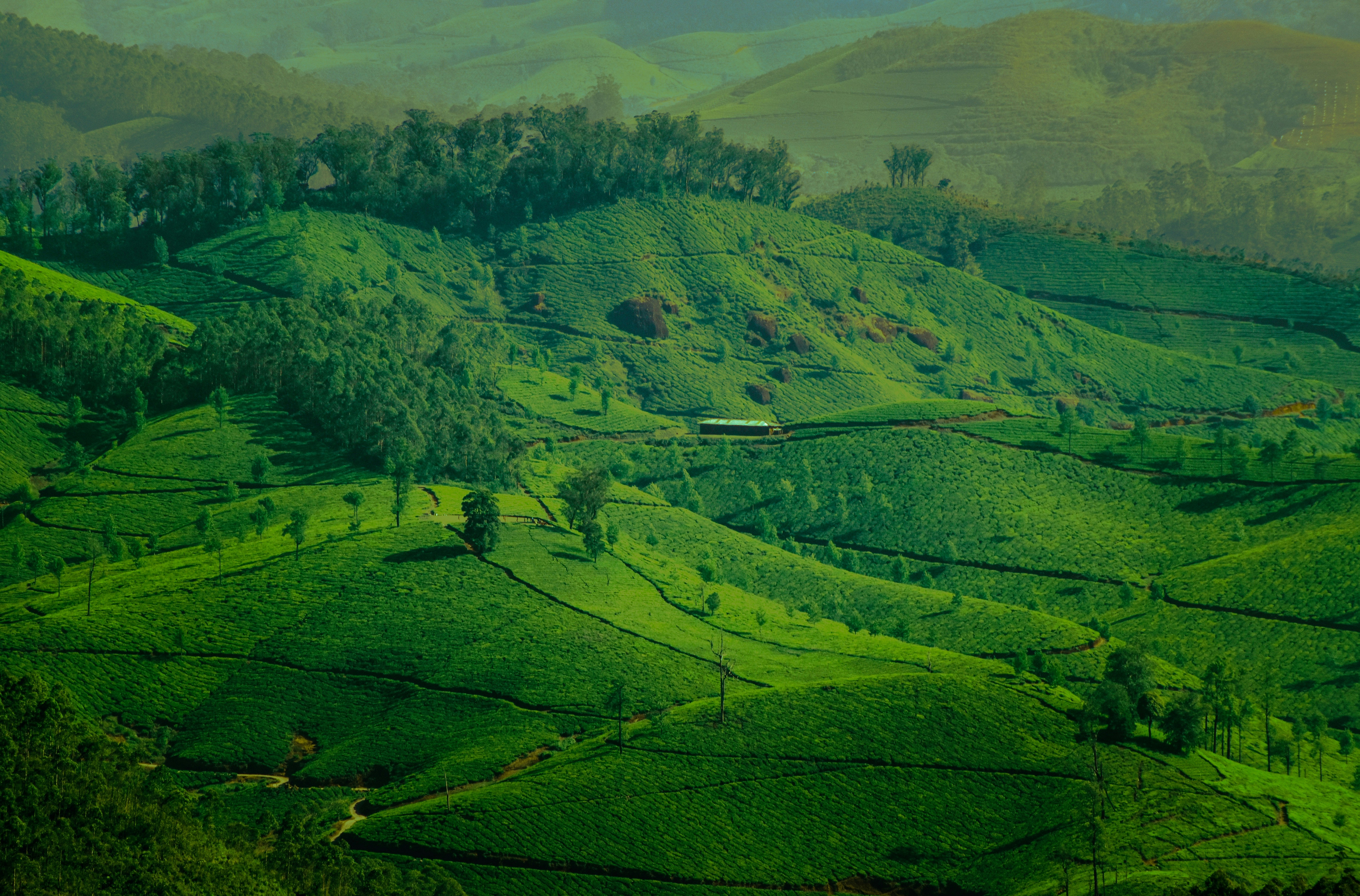 Emerald Waves of Tea: A Landscape in Harmony