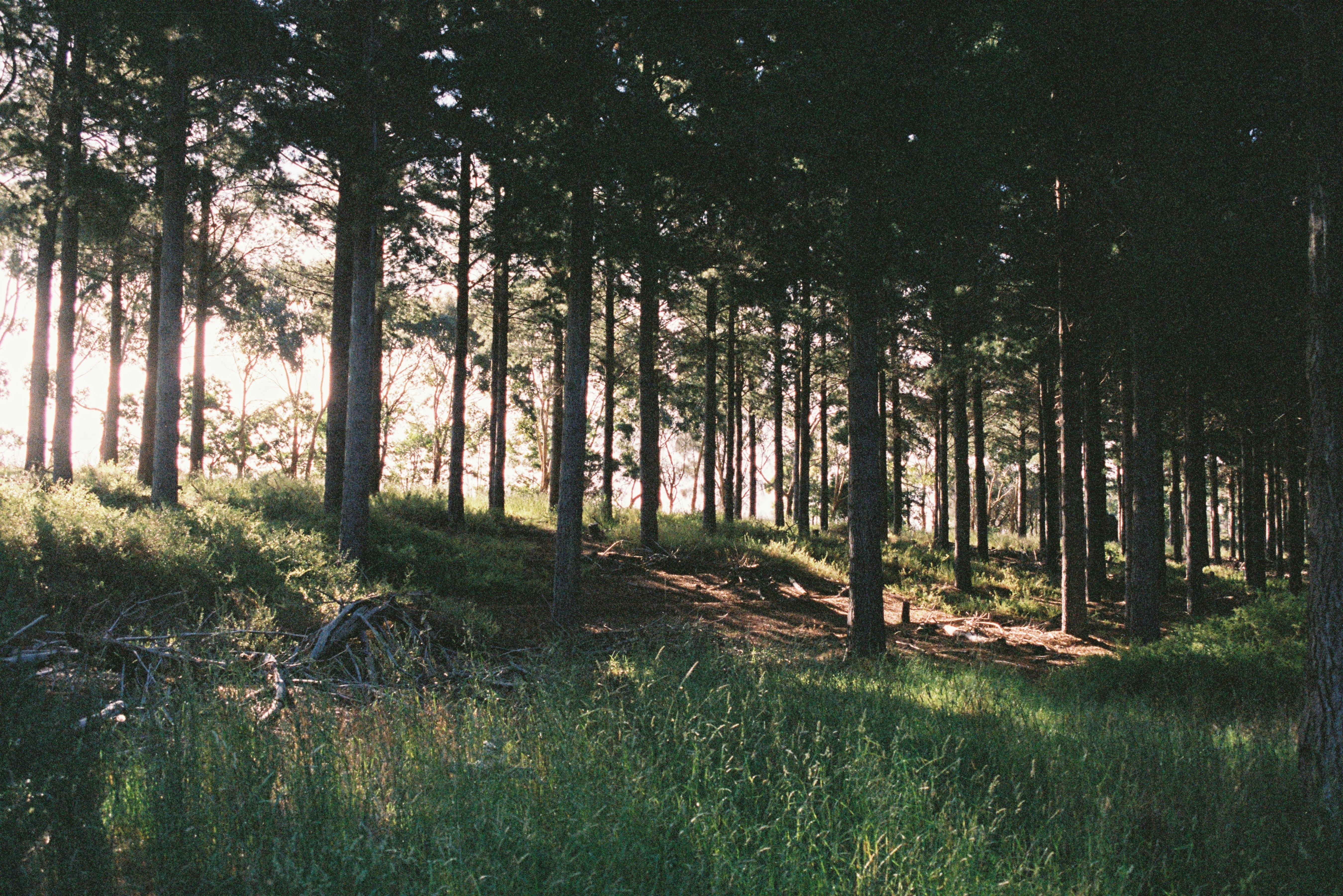 Sunlight filters through a dense forest of tall pine trees casting shadows on the lush green undergrowth.