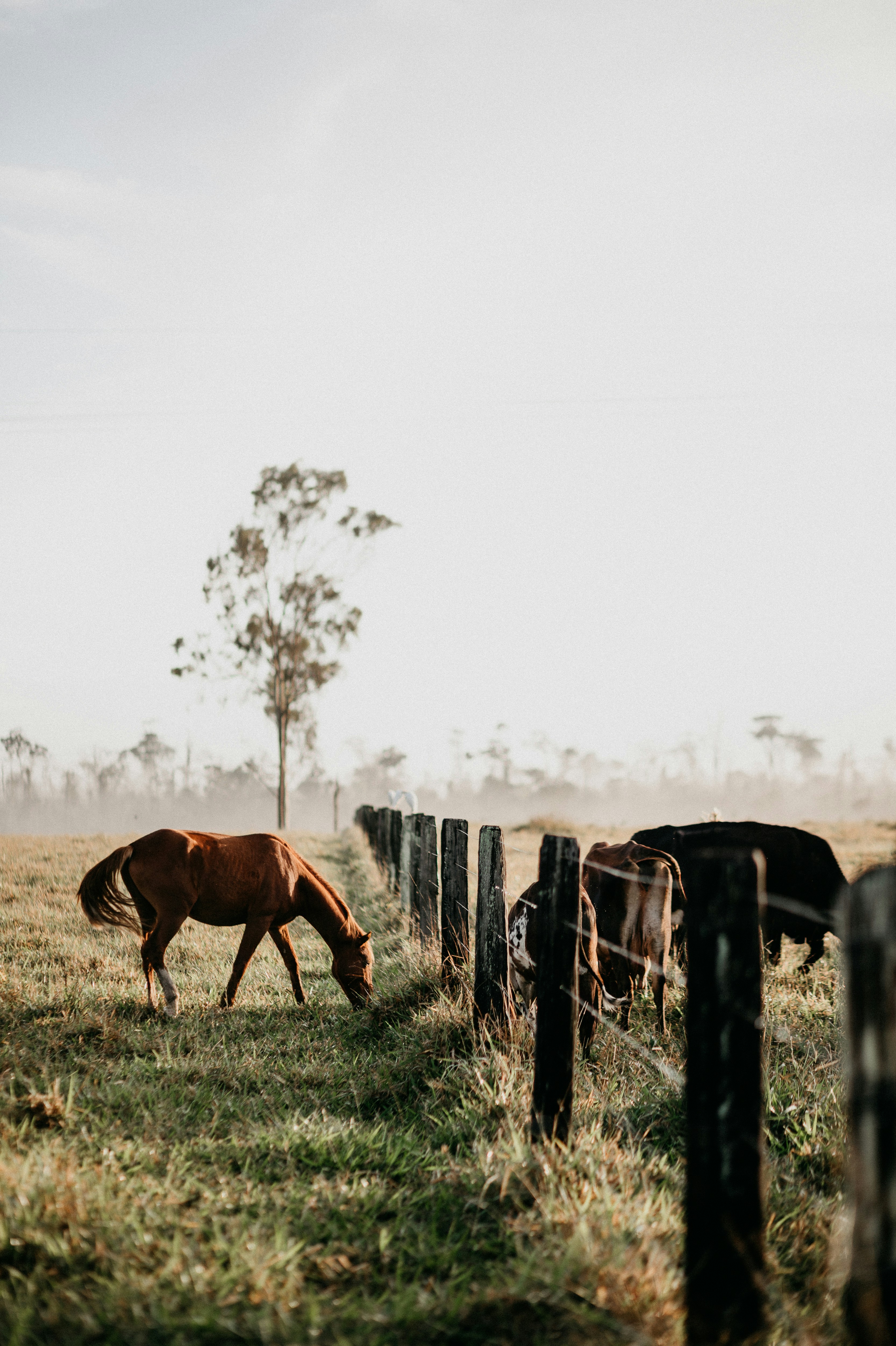 Dawn Grazing Along a Weathered Fence: Brown Mare in Quiet Pasture