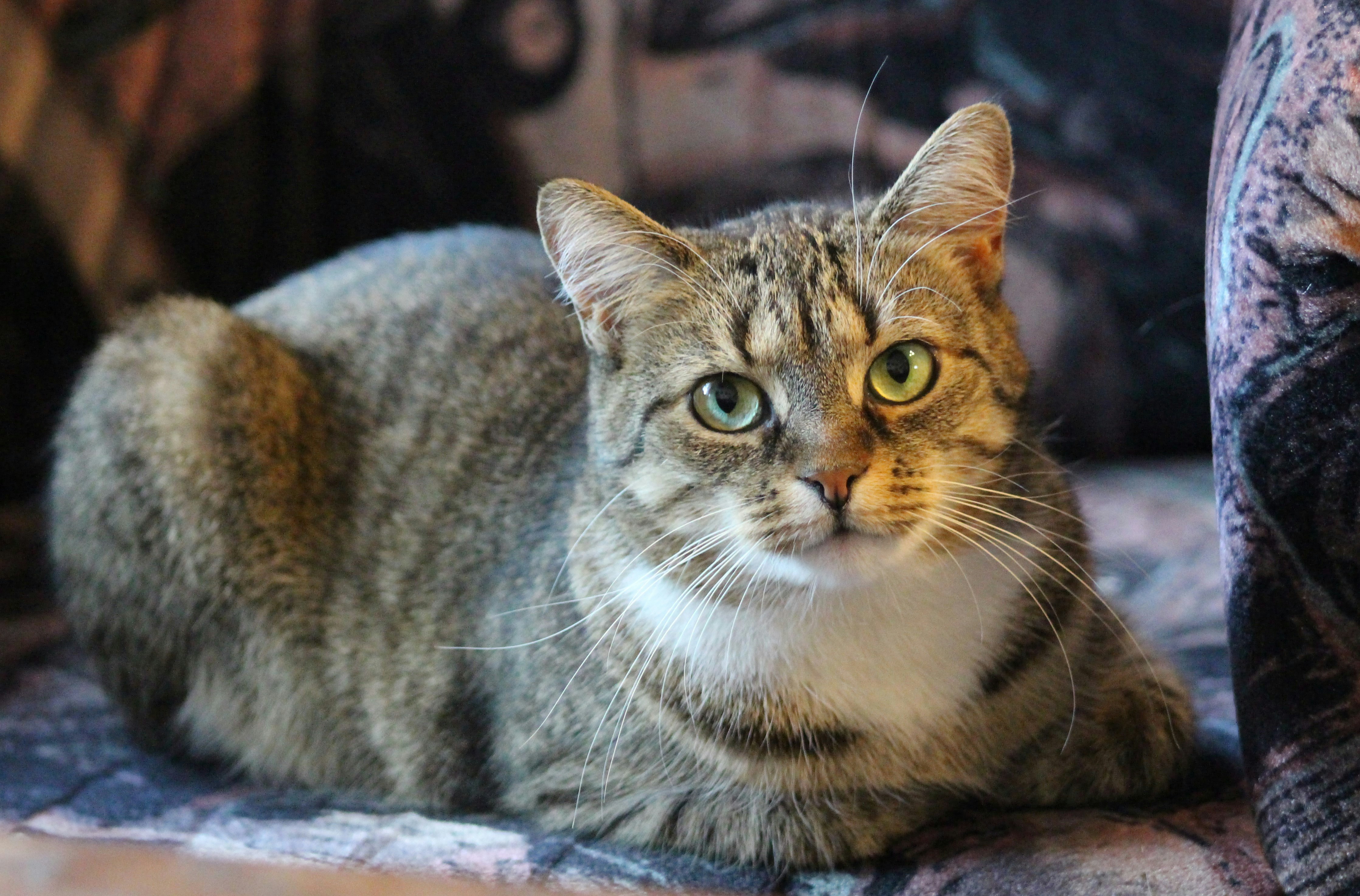 Grey Striped Abyssinian Cats