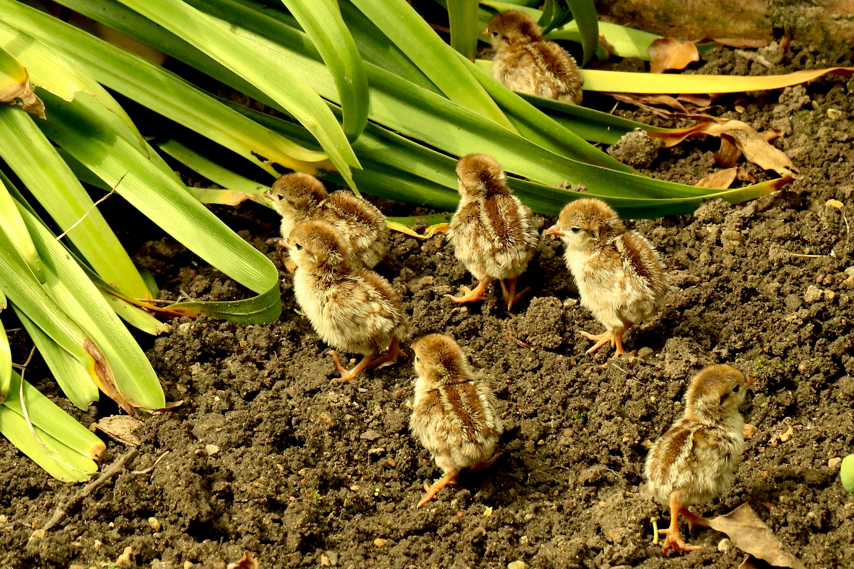 Partridge chicks