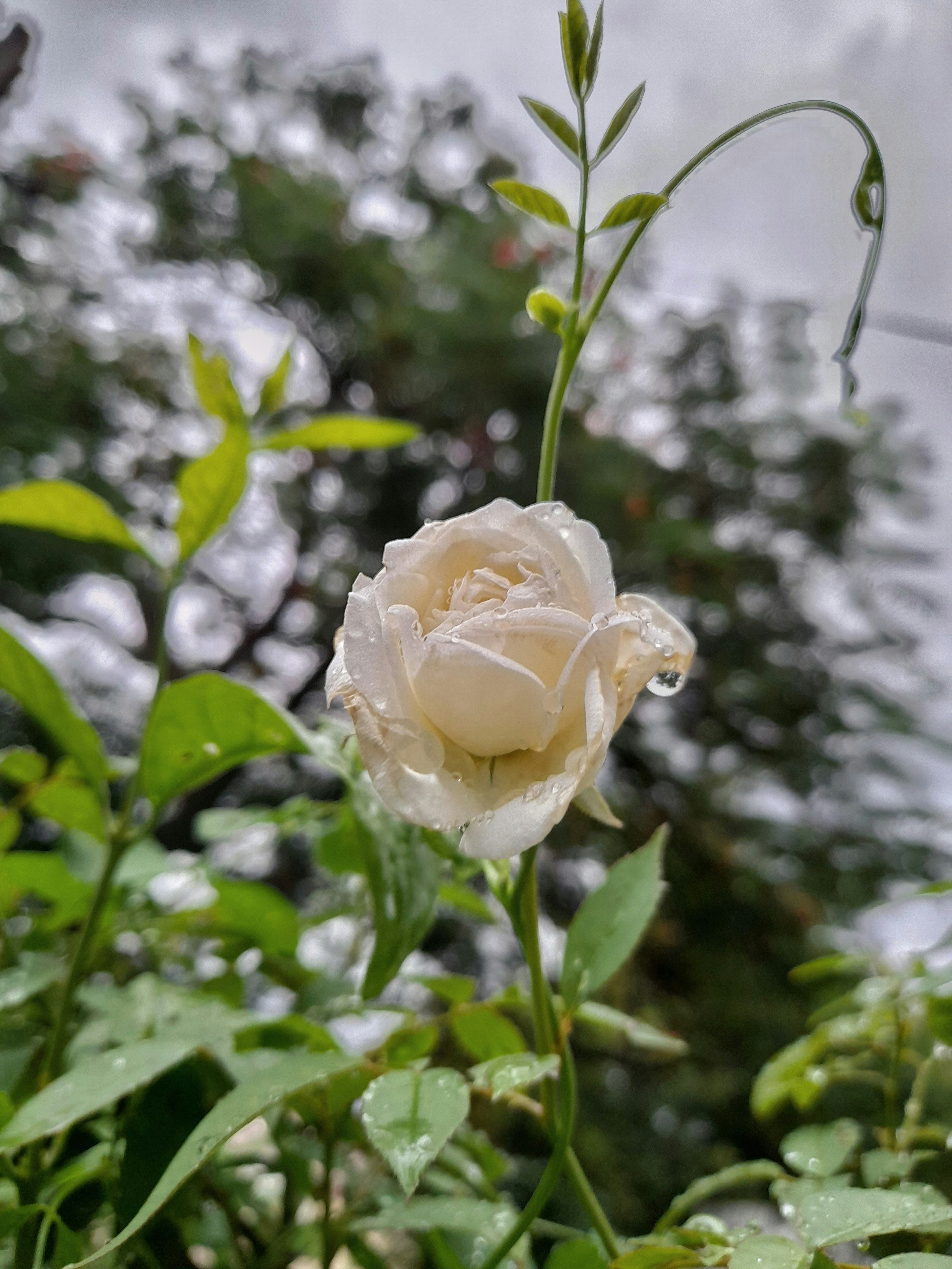 Close-up photograph of a white rosebud with dewdrops, sharply focused against a softly blurred green garden background.