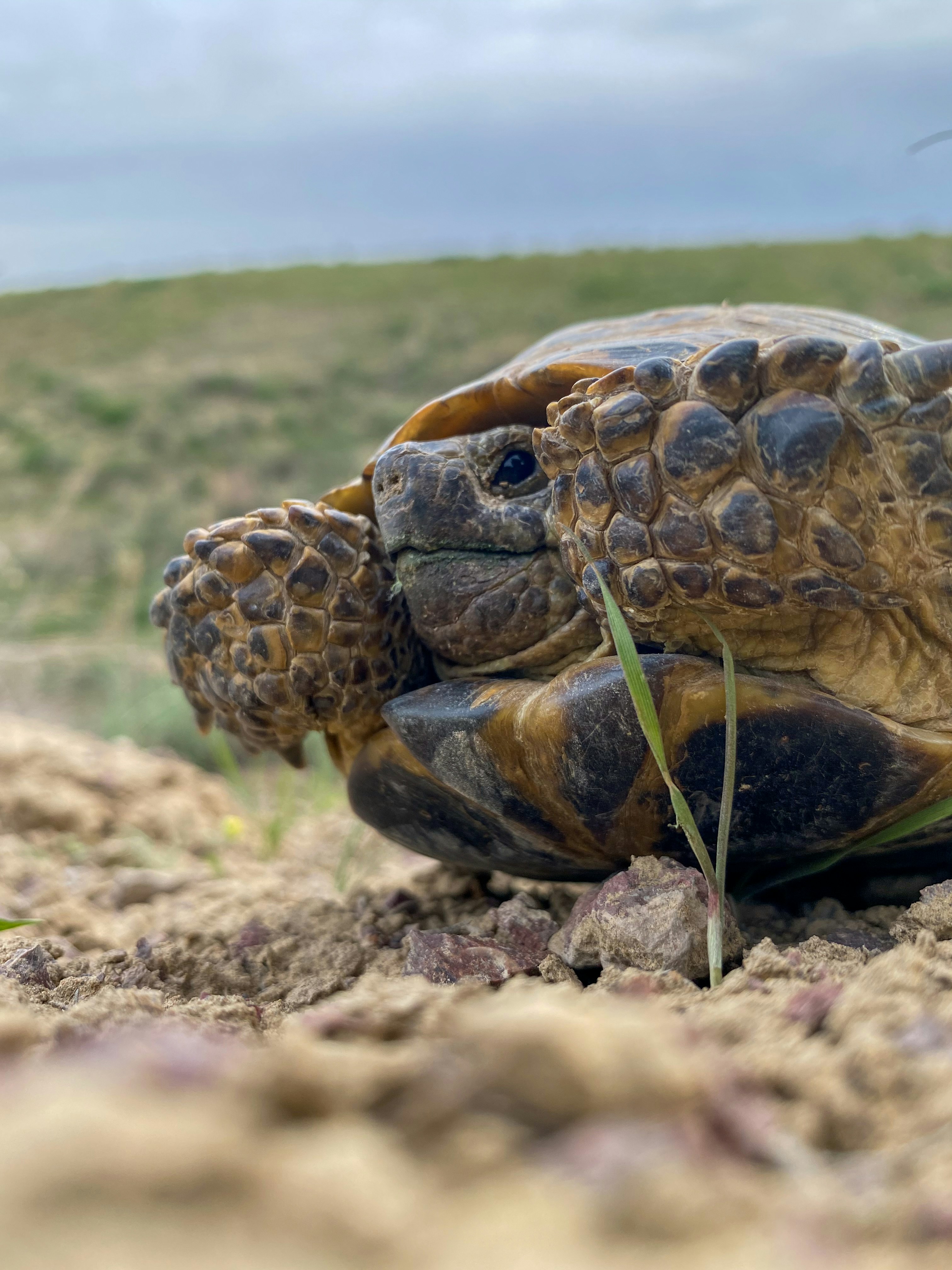 Between Pebbles: Ground-Level Close-Up of a Tortoise's Textured Armor