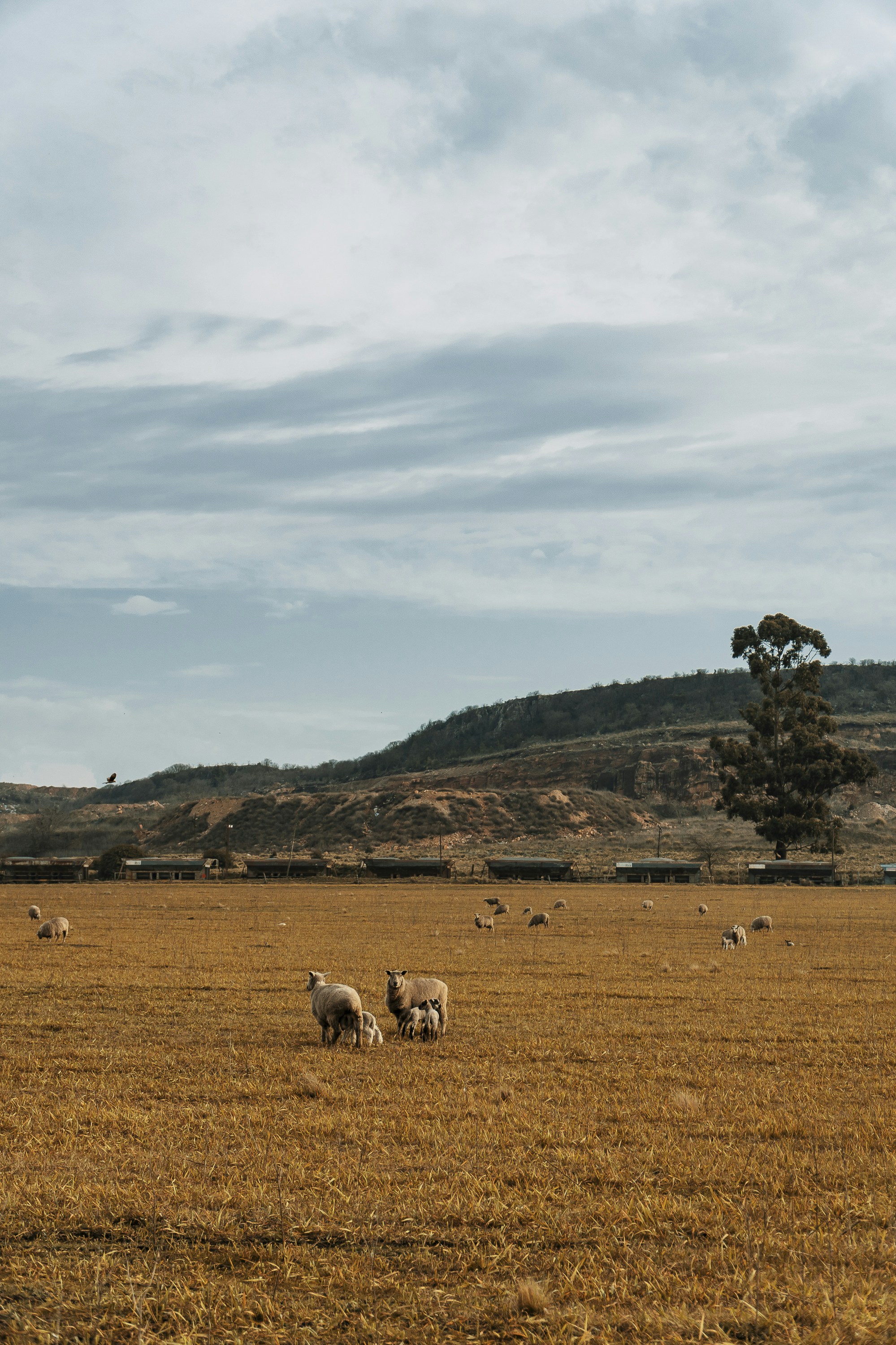 Sheeps and train