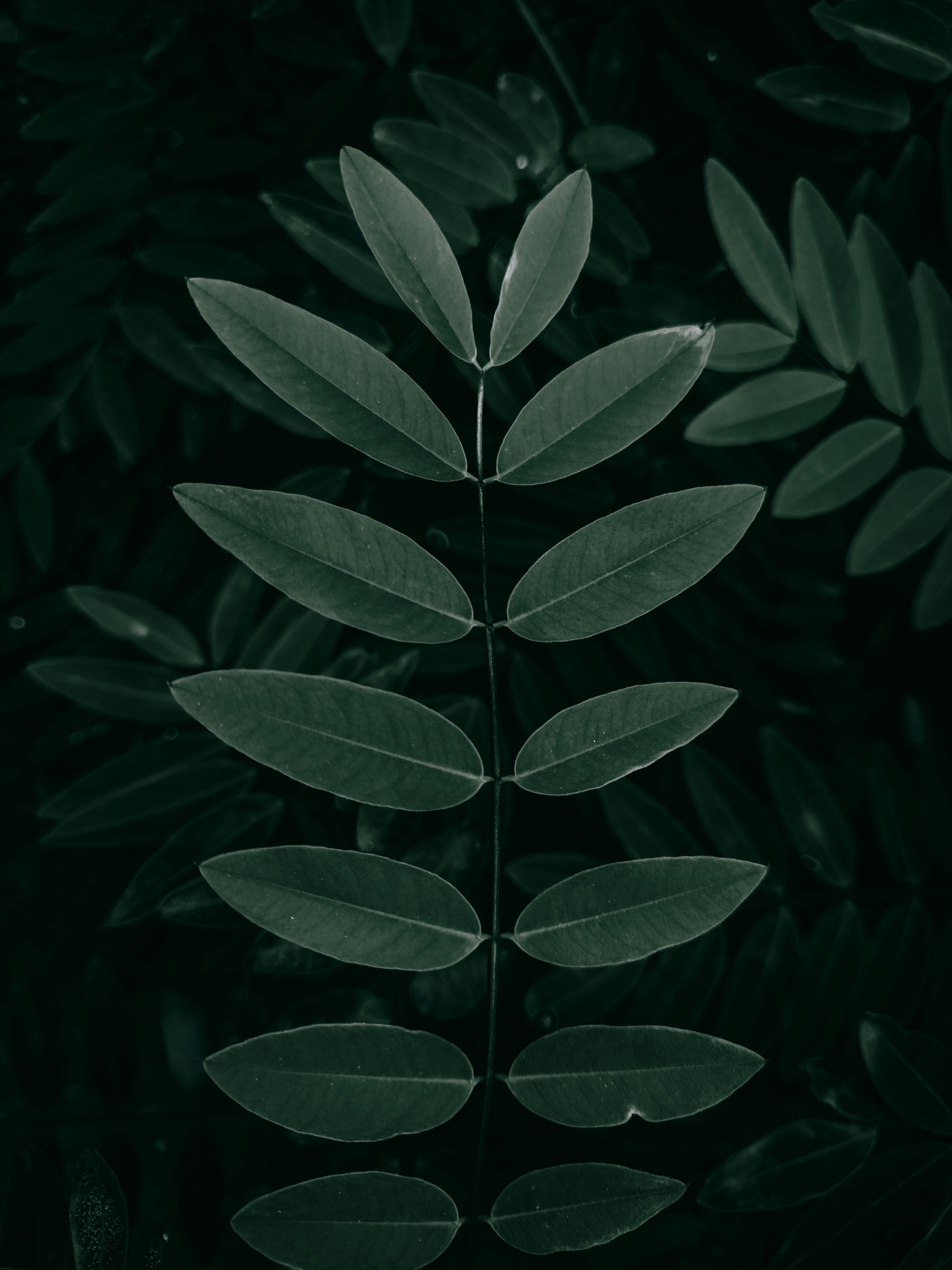 A vertical arrangement of elongated green leaves against a dark backdrop, showcasing the intricate patterns and textures of nature.