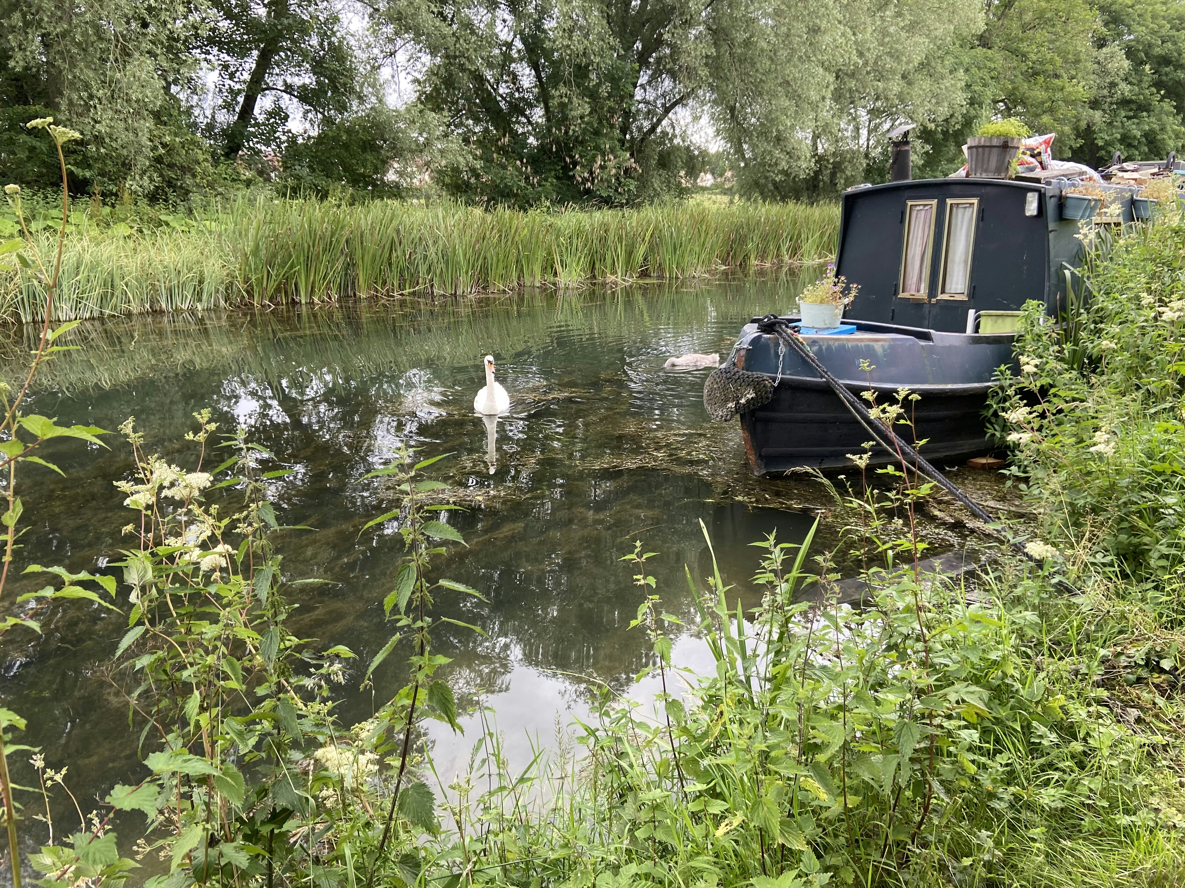 Swan gliding past moored canal boat along a leafy riverside