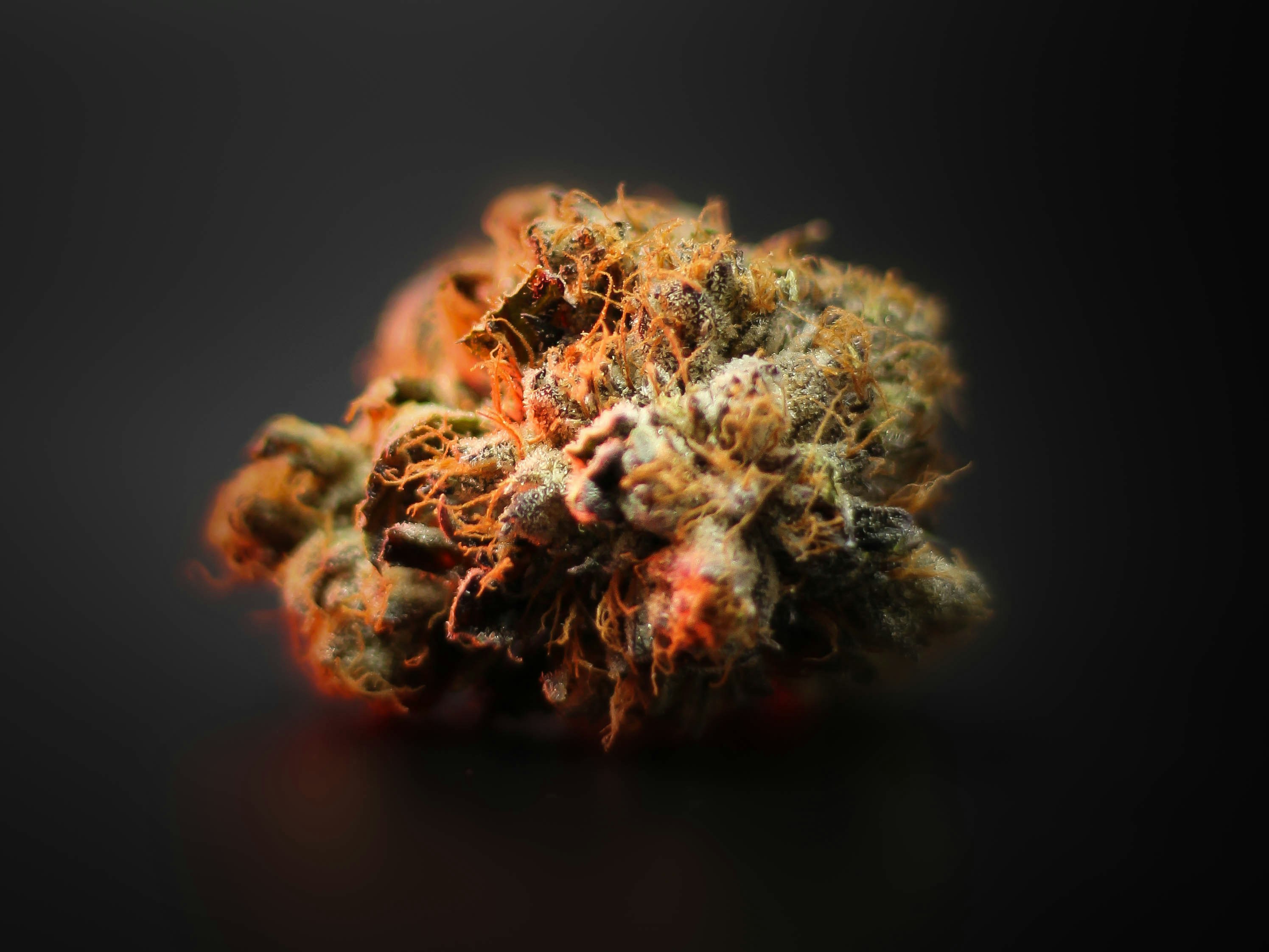 Amber-tinged Bud Under Soft Velvet Glow