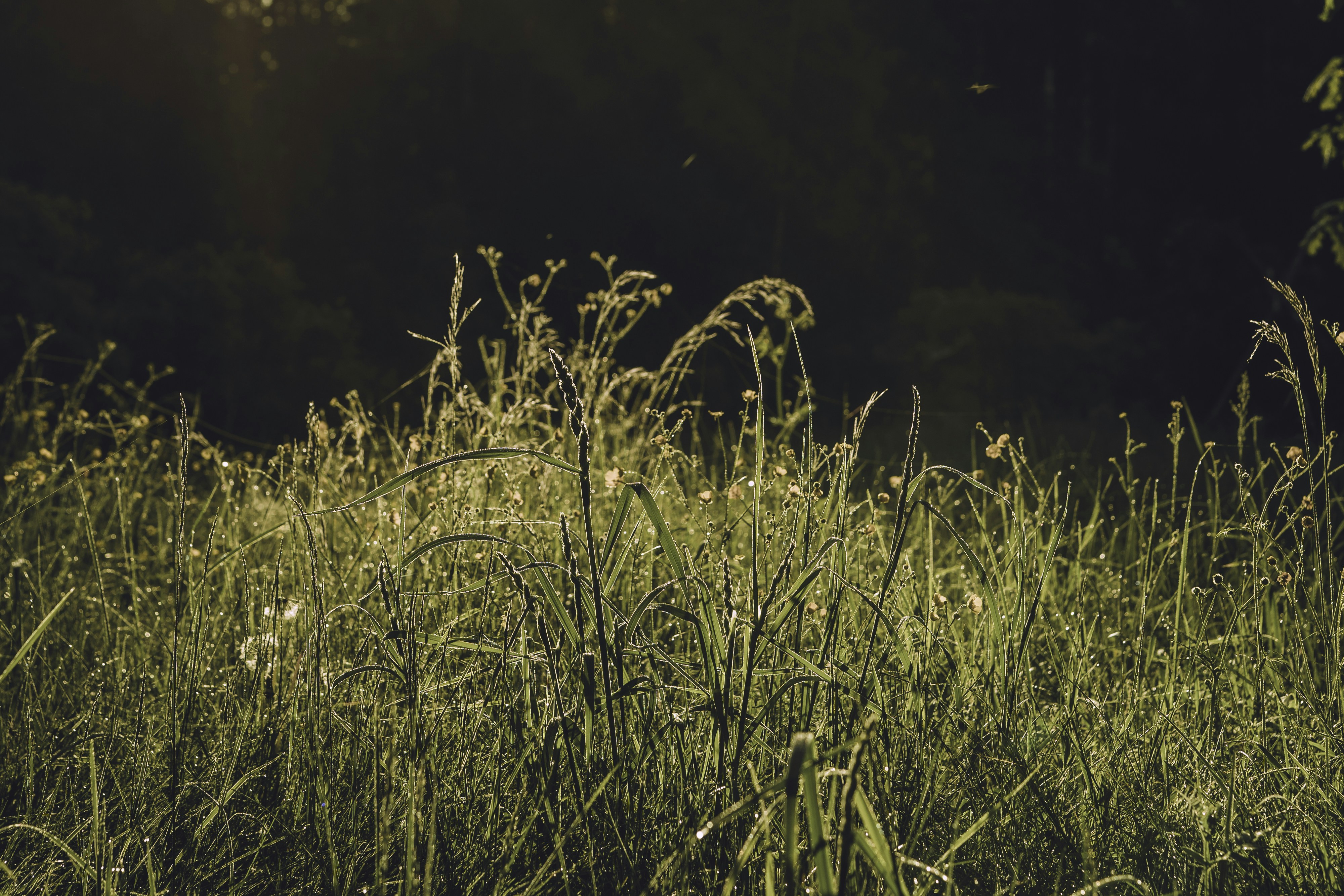 Green grass field during night time photo – Free Morning sun Image on ...