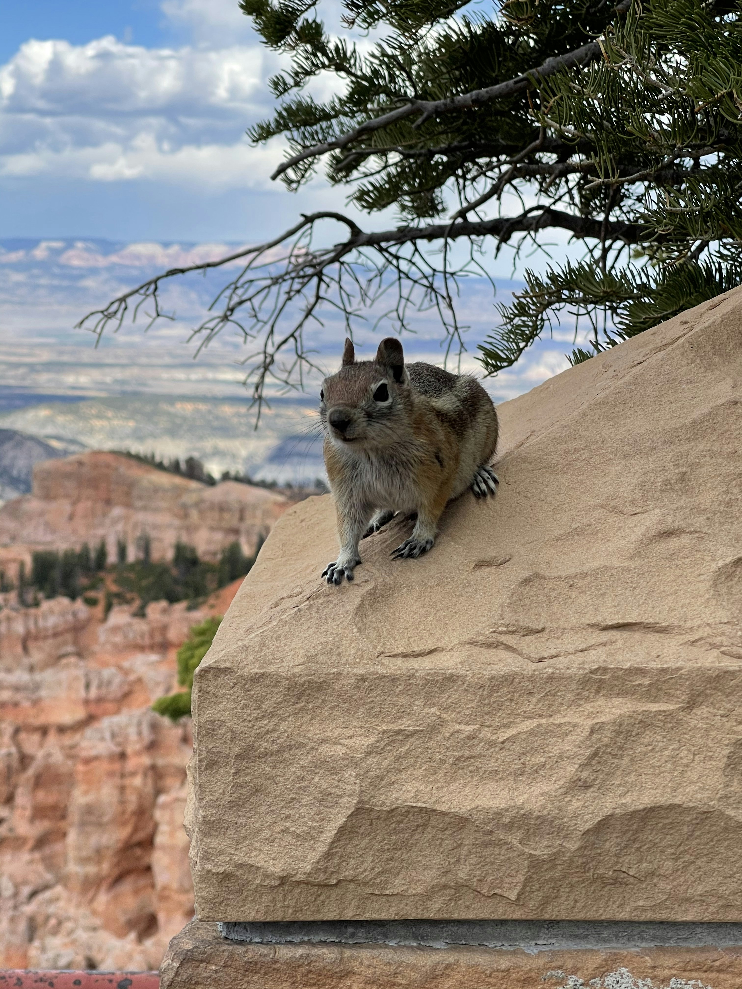 Squirrel's Scenic Perch Overlooking the Canyon