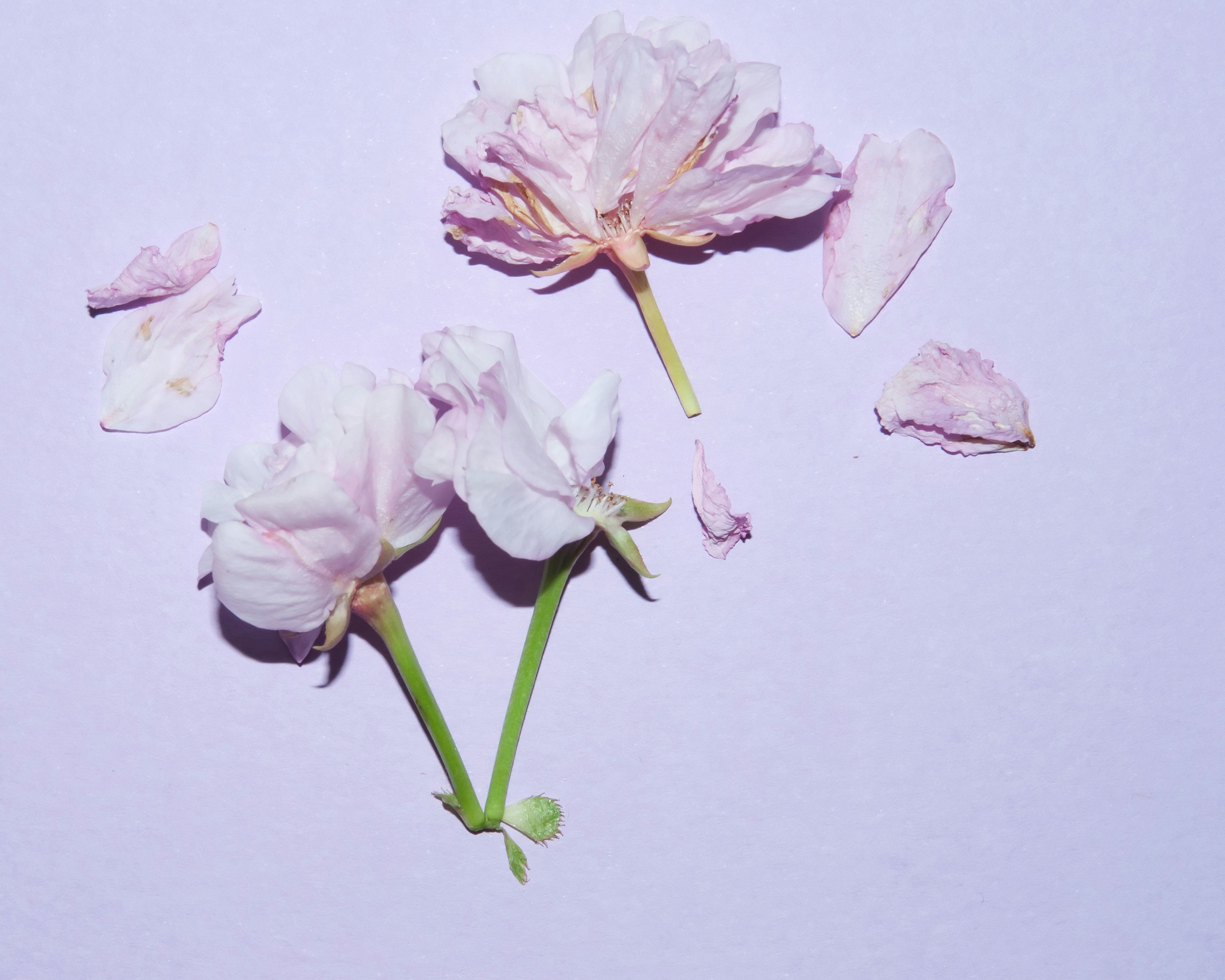 pink and white flowers on white surface