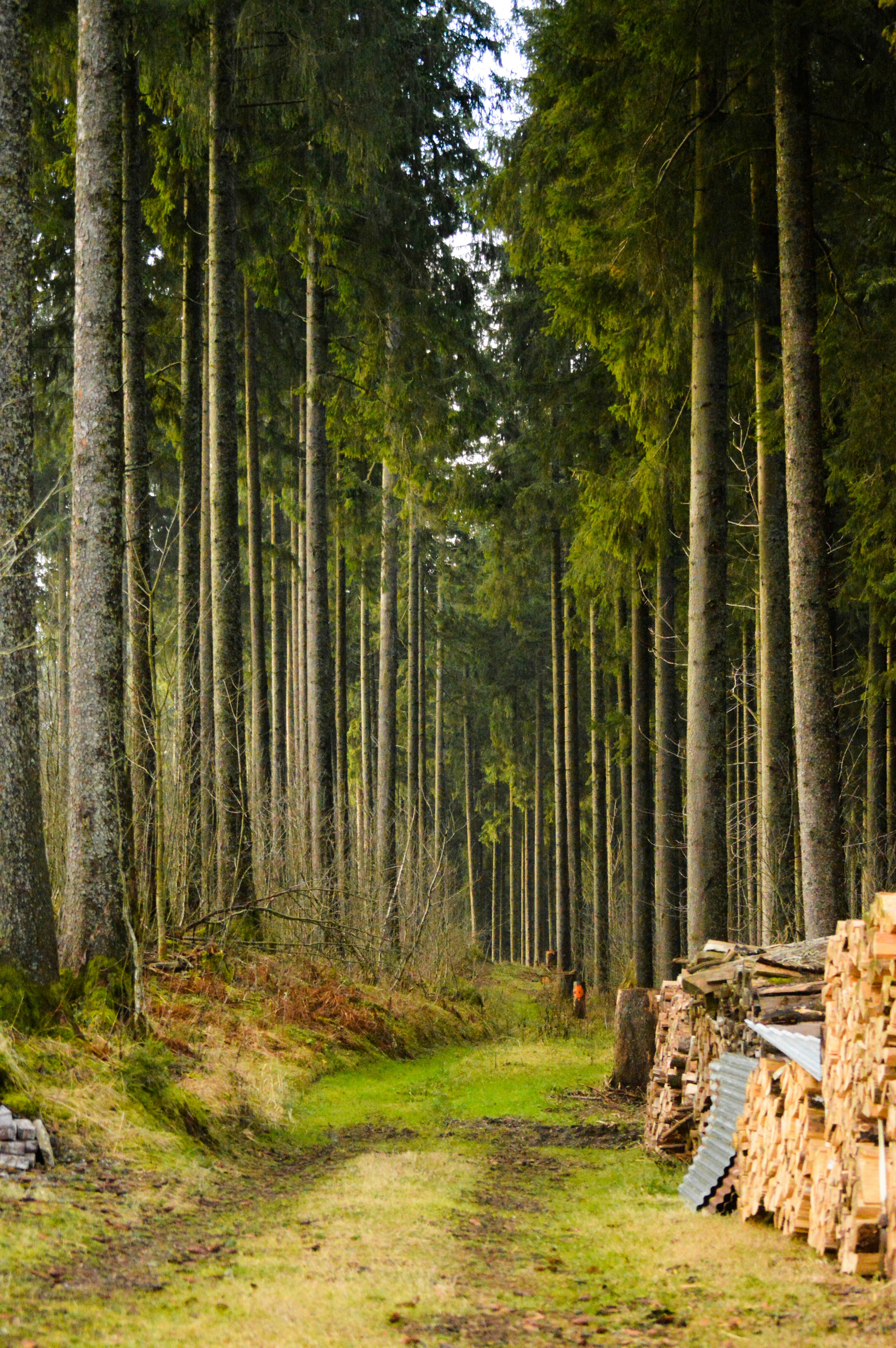 Conifer Corridor: A Quiet Trail Between Timber Piles