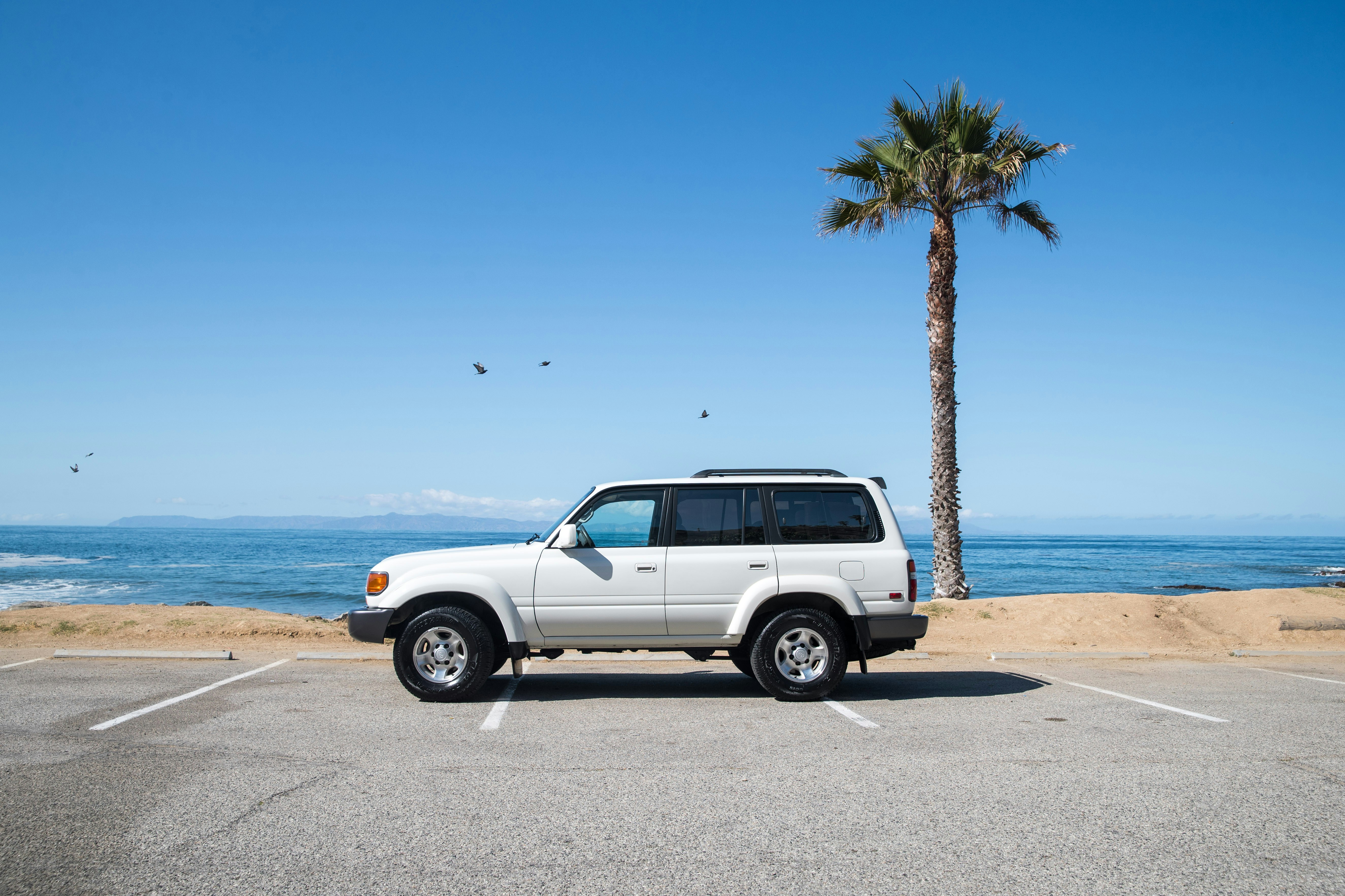 Coastal Parking: A White SUV Framed by Ocean, Sky, and a Lone Palm