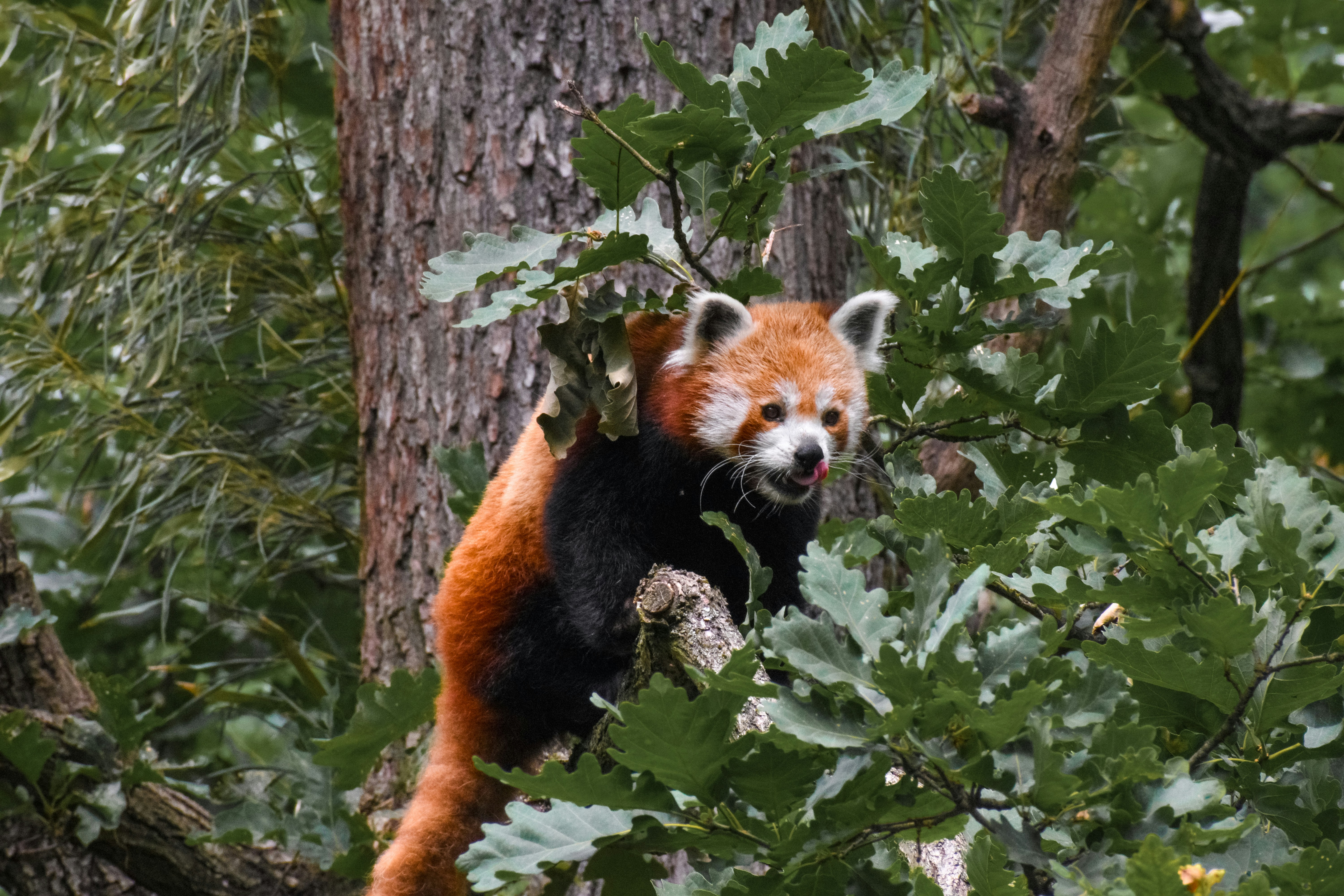 A charming red panda is captured climbing a tree, surrounded by vibrant green leaves and the textured bark of a forest. The rich, rusty hues of the panda's fur contrast beautifully with the deep greens, creating a lively and enchanting woodland scene. The natural lighting highlights the panda's playful expression, making this image both visually striking and heartwarming.
