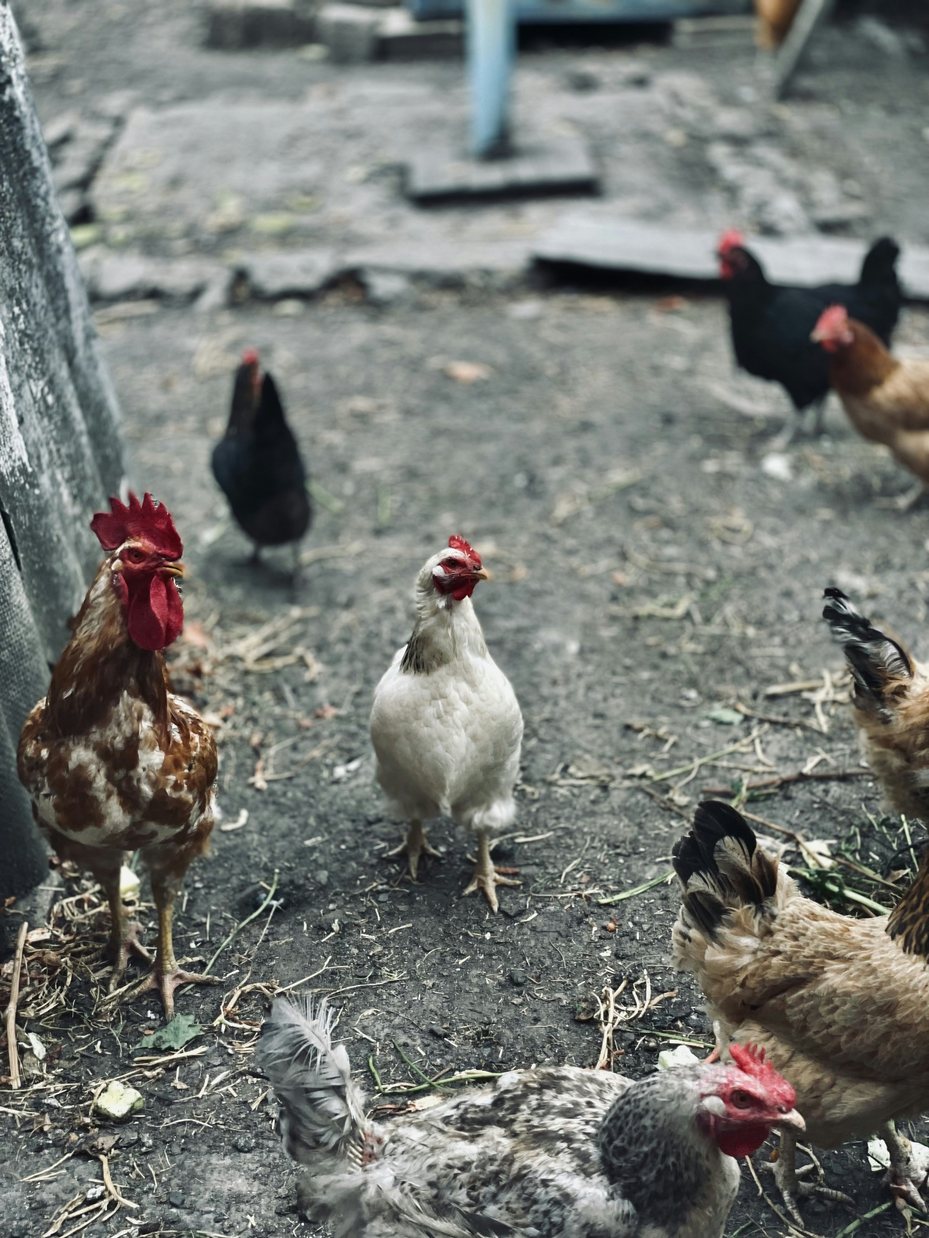 A group of chickens standing on top of a dirt field photo – Free ...