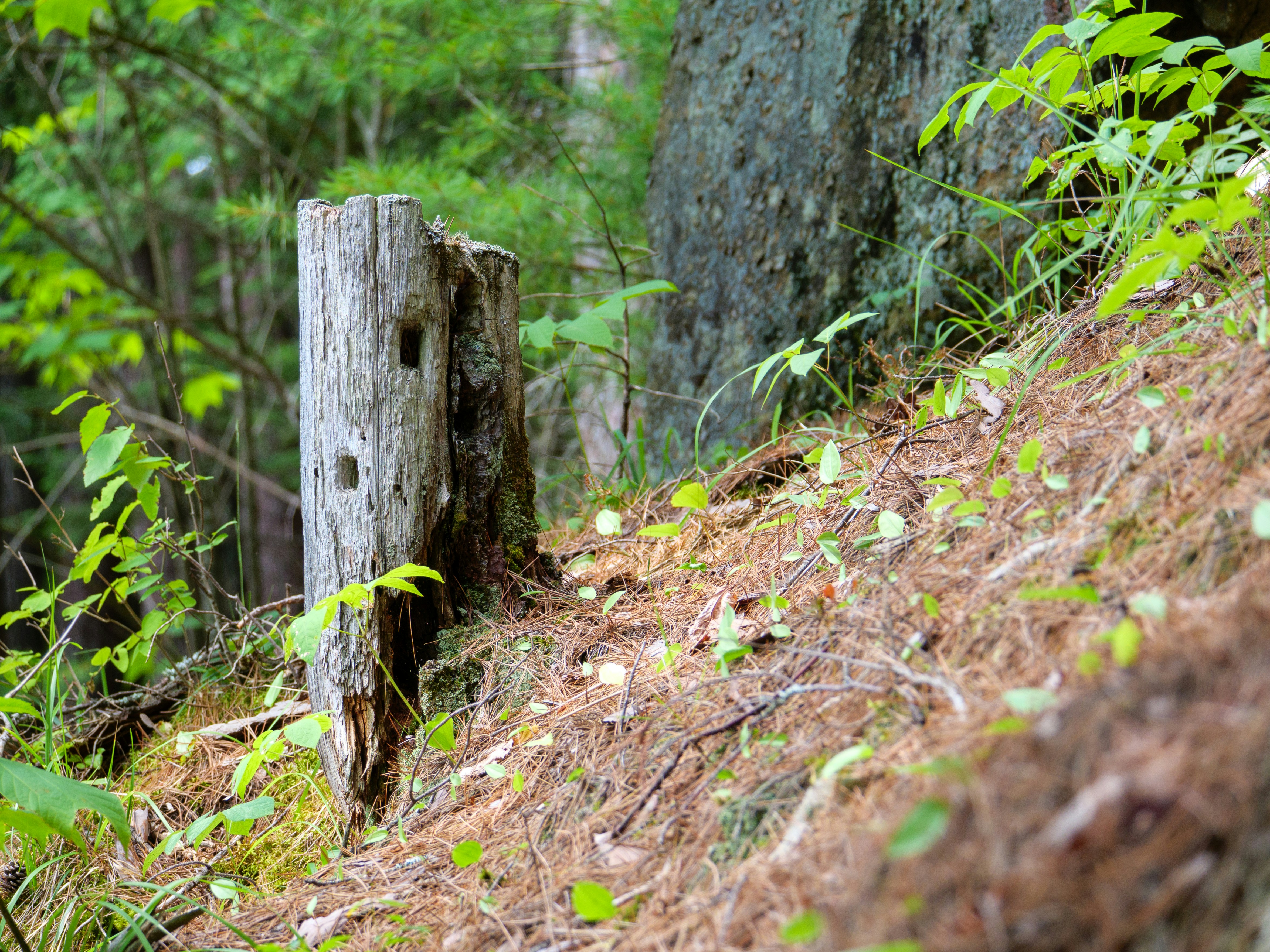 Weathered Sentinel on a Pine Needle Slope