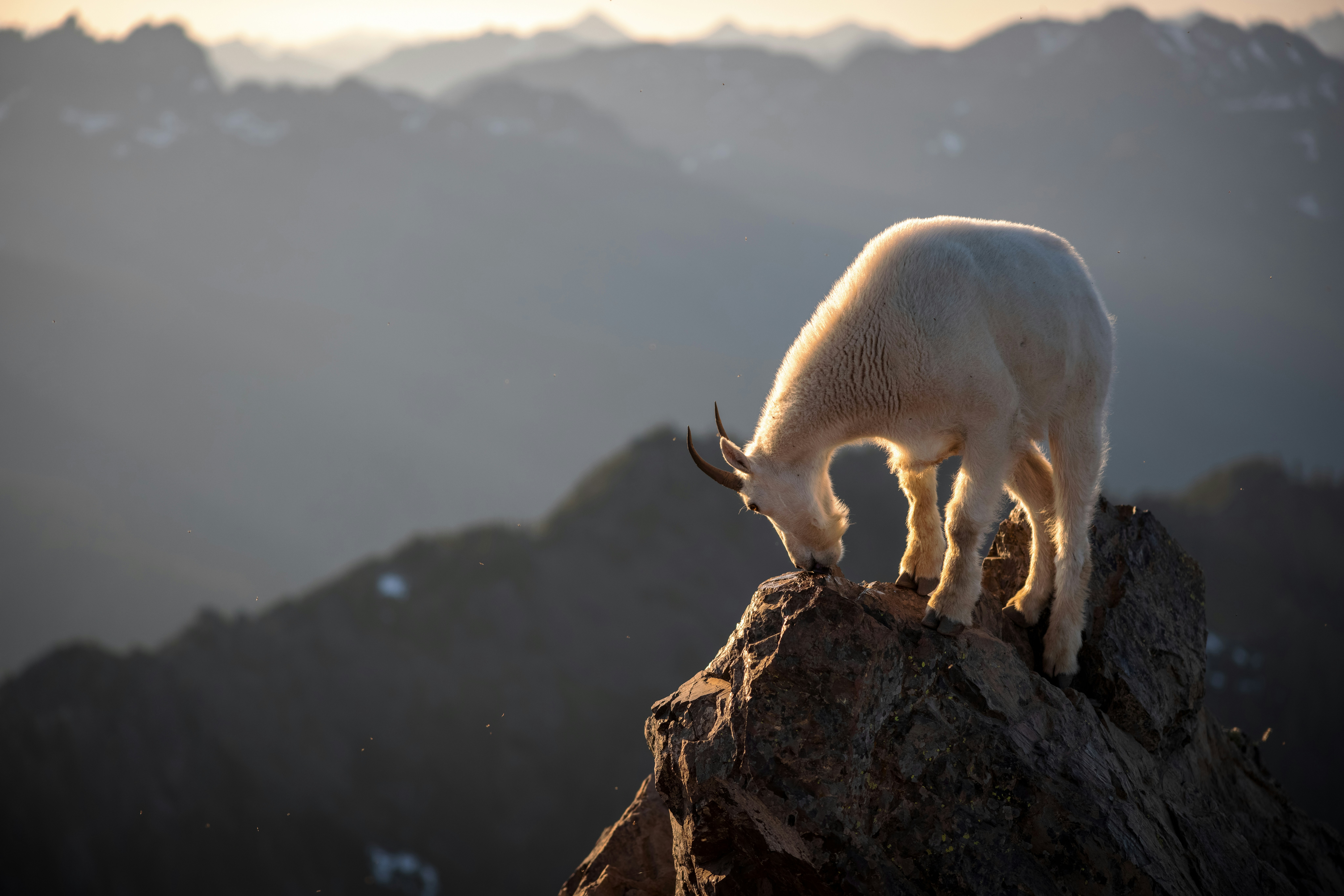 Mountain goat grazing on a rocky outcrop with a backdrop of distant peaks illuminated by the setting sun.