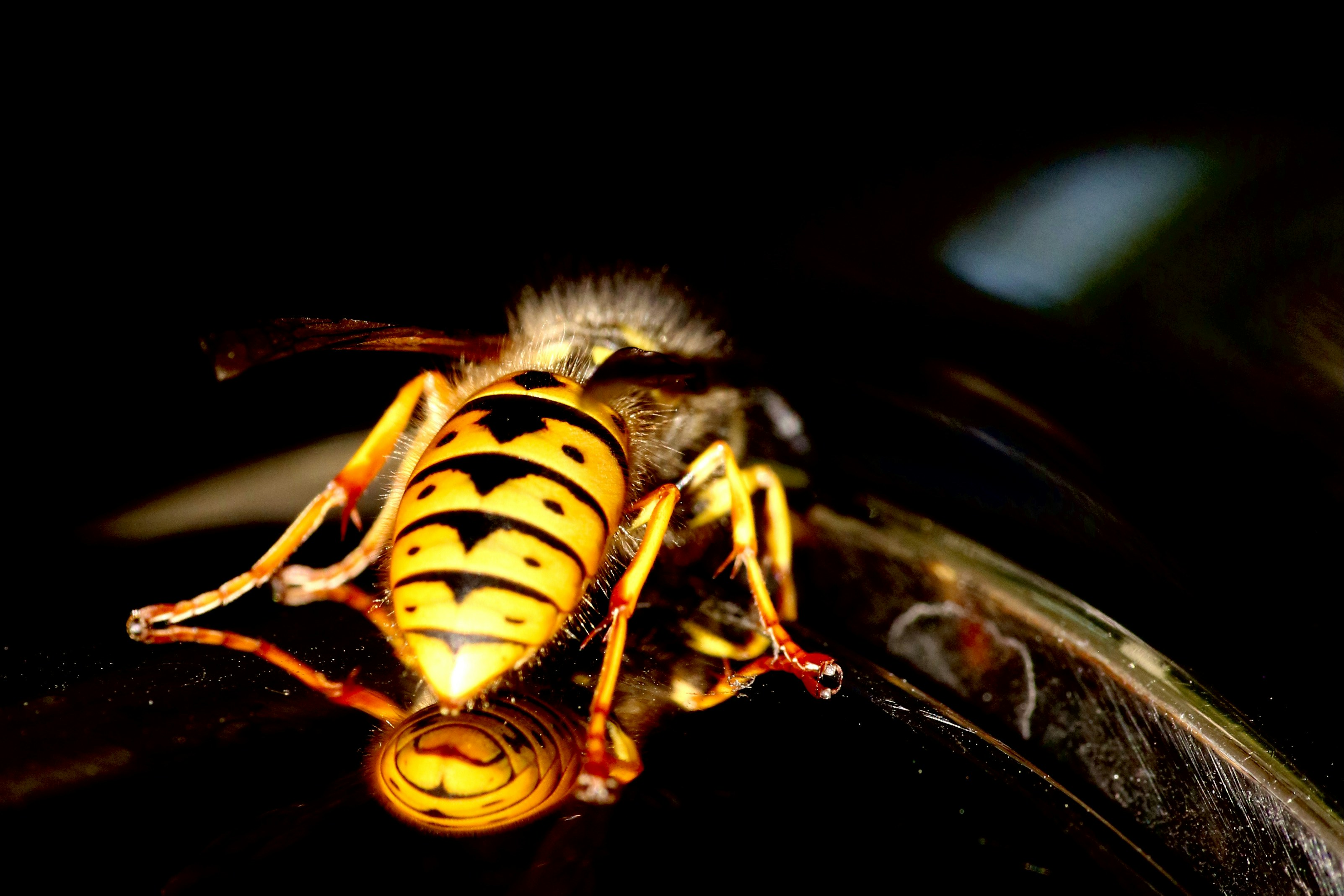 Golden Hornet on a Velvet Leaf: A Macro Portrait in Night Contrast