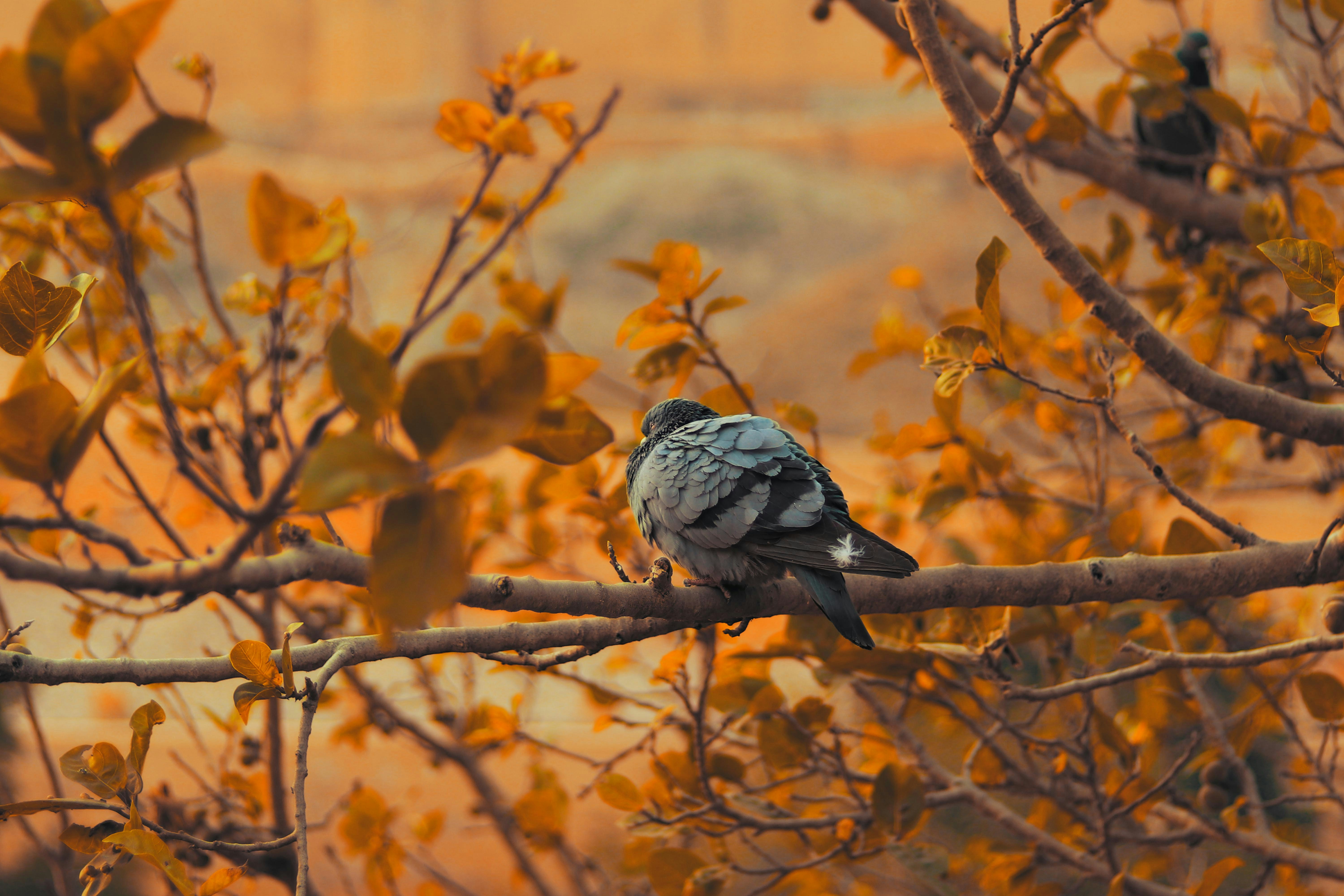 grey bird perched on brown tree branch during daytime