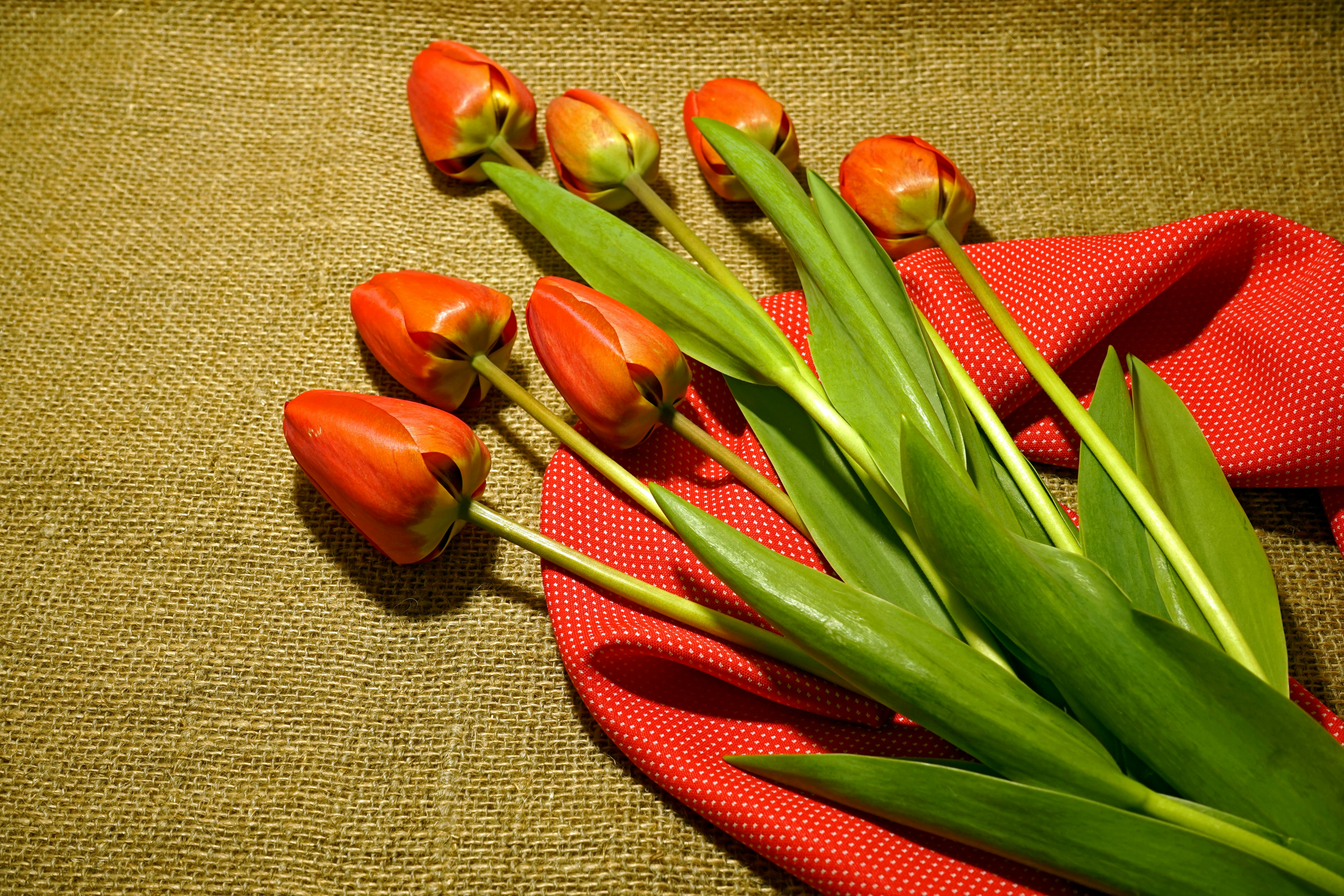 Vibrant red tulips arranged elegantly with green leaves atop a textured burlap background, complemented by a red polka-dotted ribbon. 