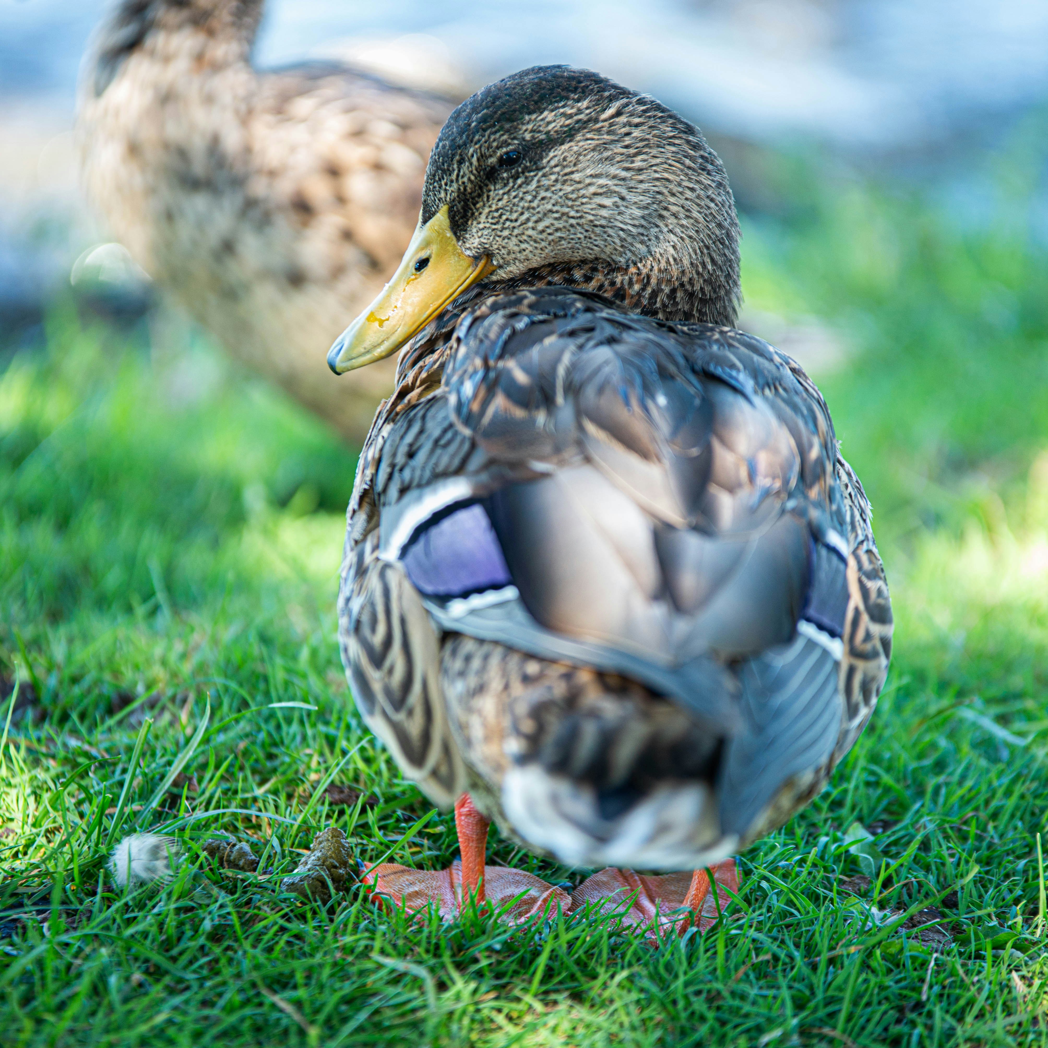 Shoulder-Turned Duck: Amber Beak and Textured Plumage in Sunlit Grass