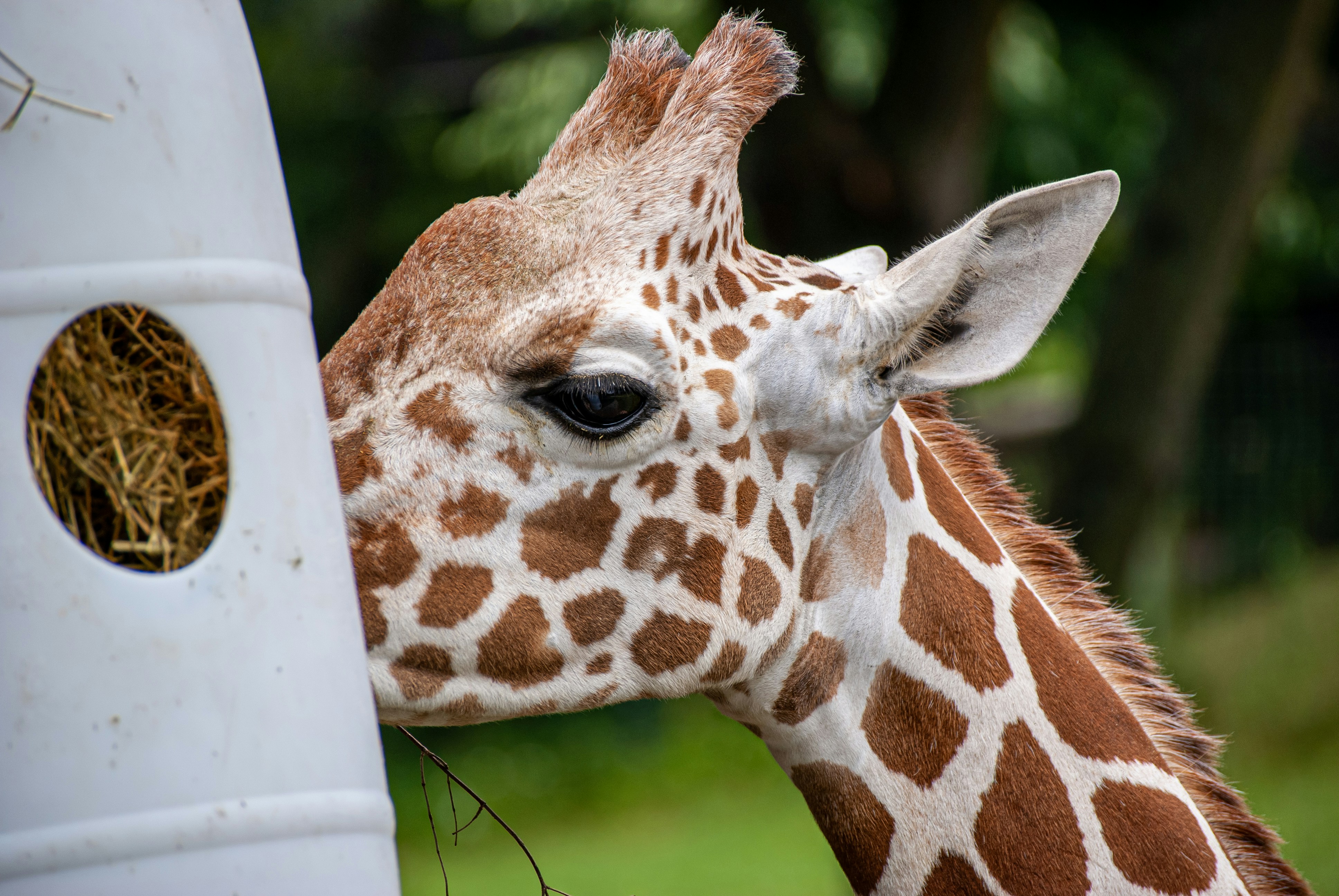 brown and white giraffe head