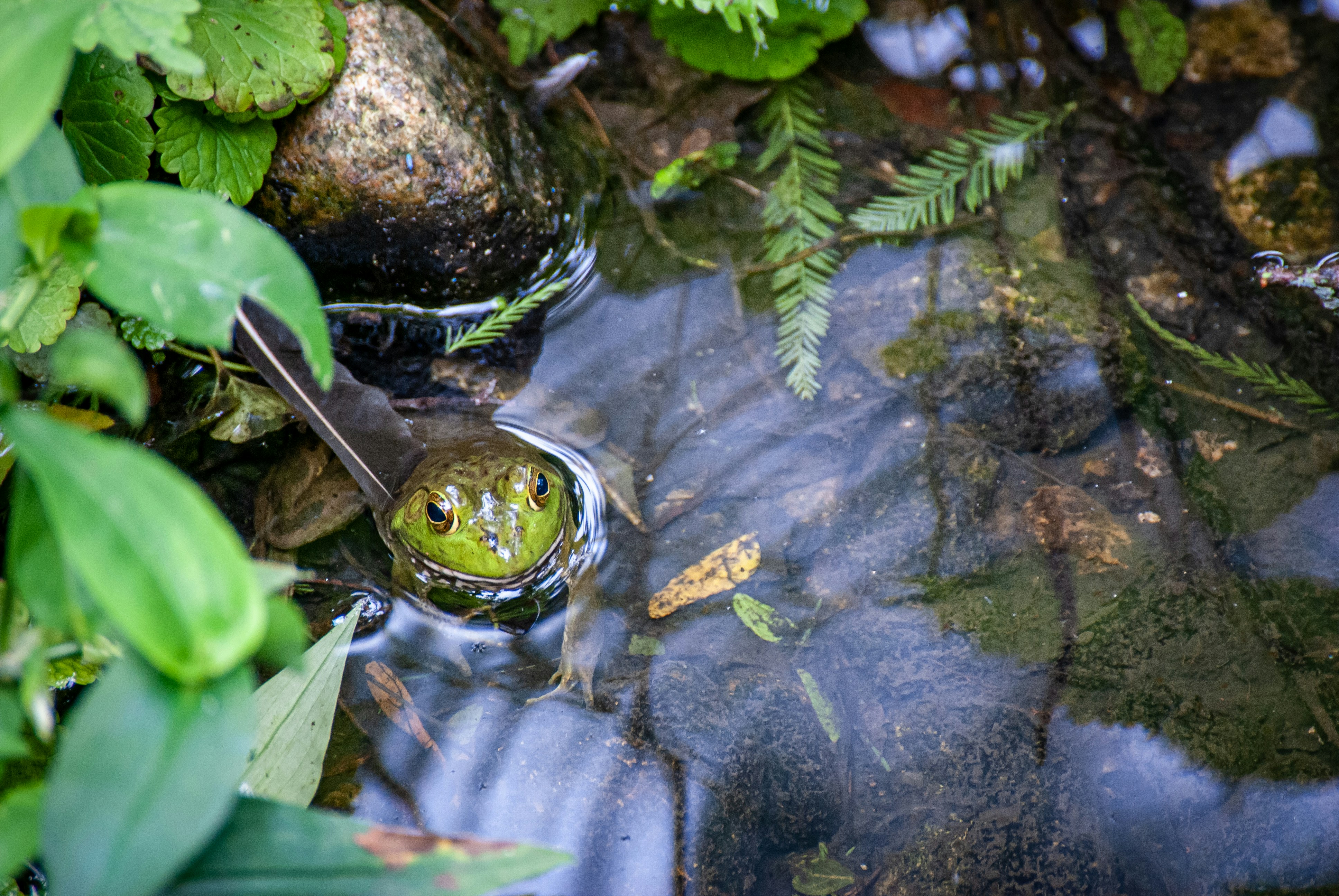 A green frog peeks above the water's surface amid lush foliage, reflecting the tranquility of its natural habitat.