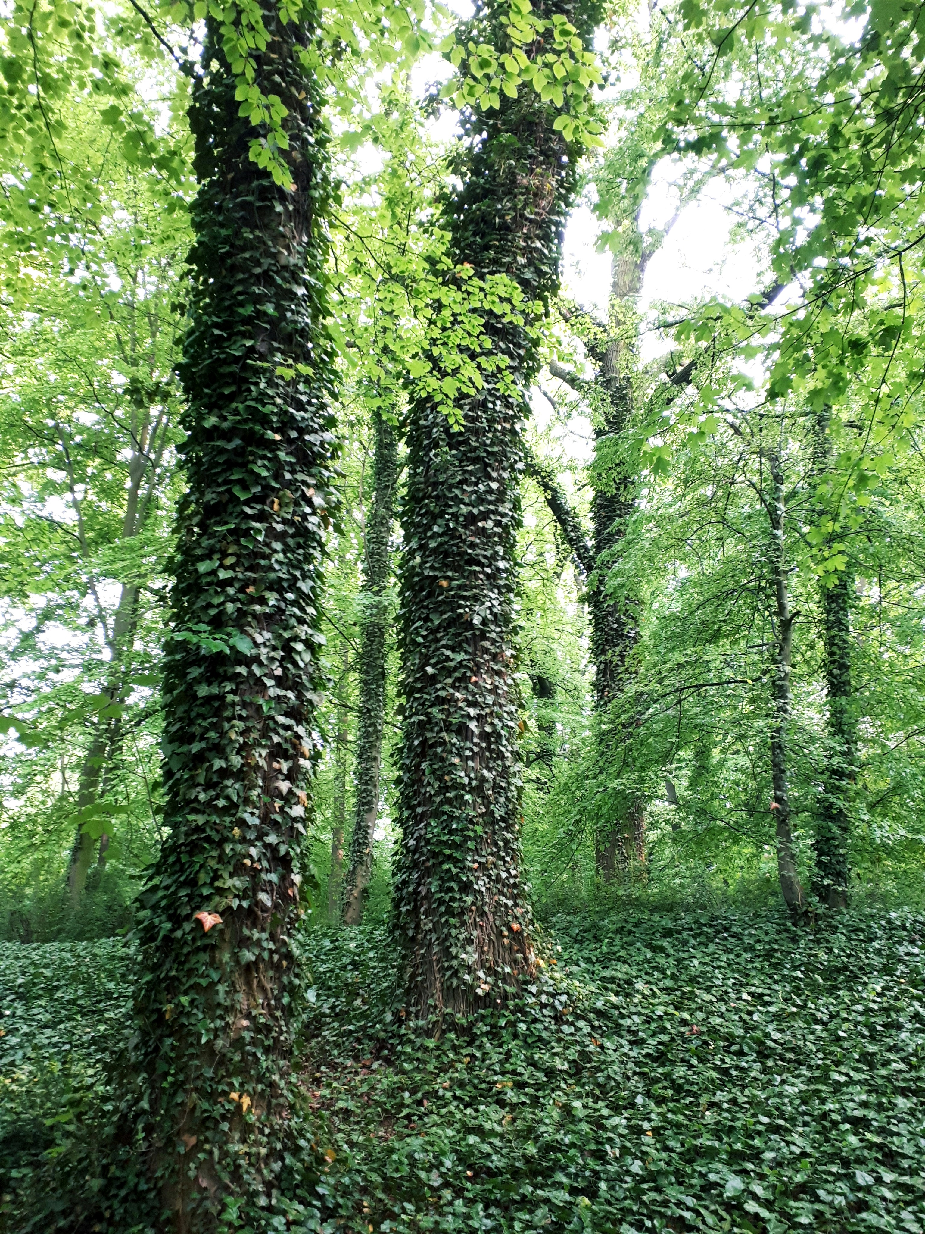 Lush green trees entwined with ivy create a serene woodland atmosphere, inviting exploration. The interplay of light and foliage enhances the tranquil setting.