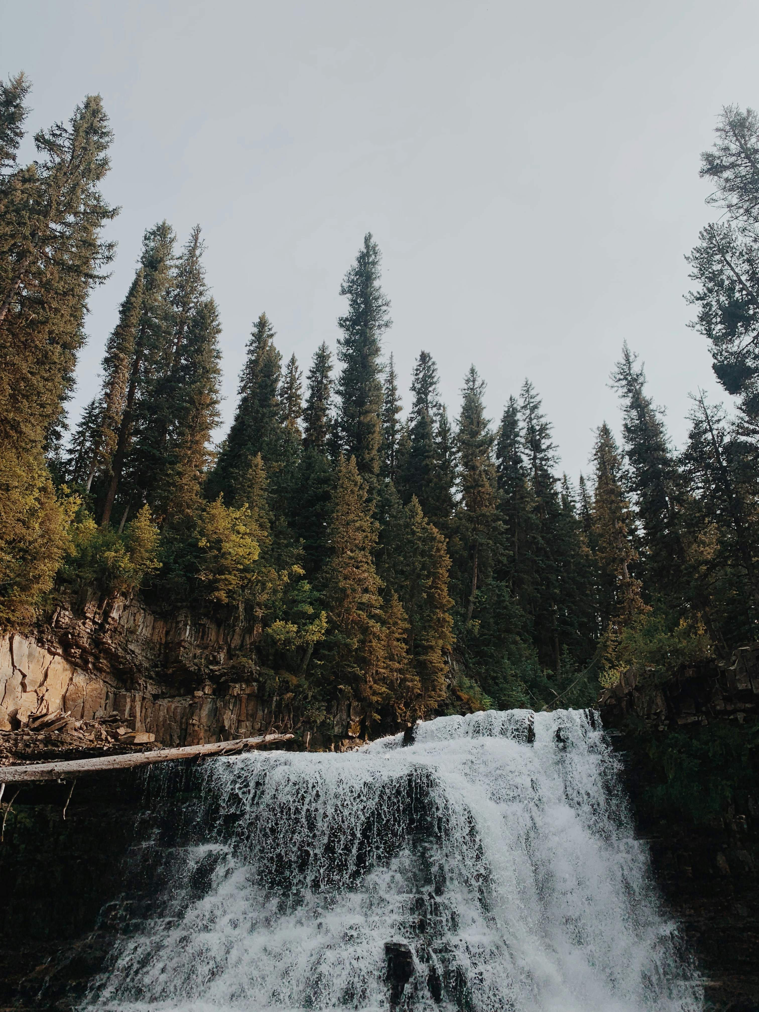 Nature's Cascade: A Symphony of Water and Pines
