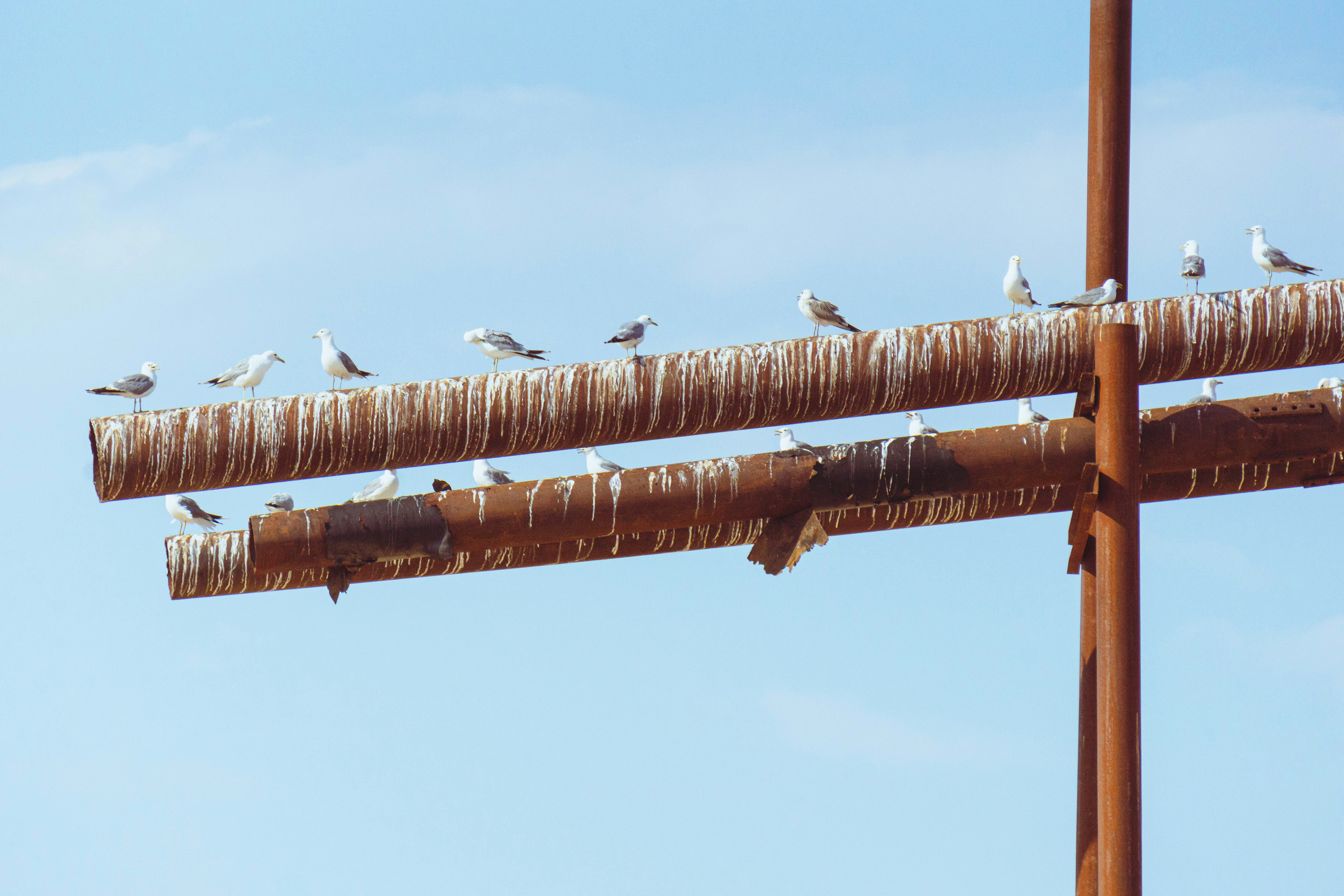 Seagull Chorus on a Rusted Pipeline Under a Clear Sky