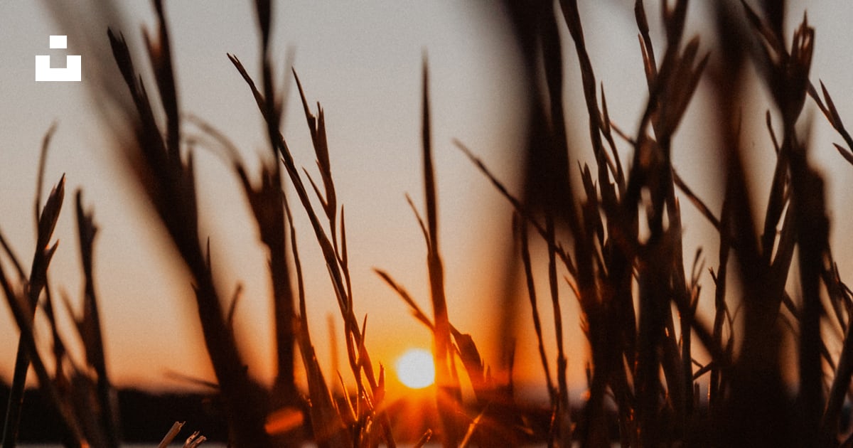 Brown Grass Near Body Of Water During Sunset Photo Free Harbour Front