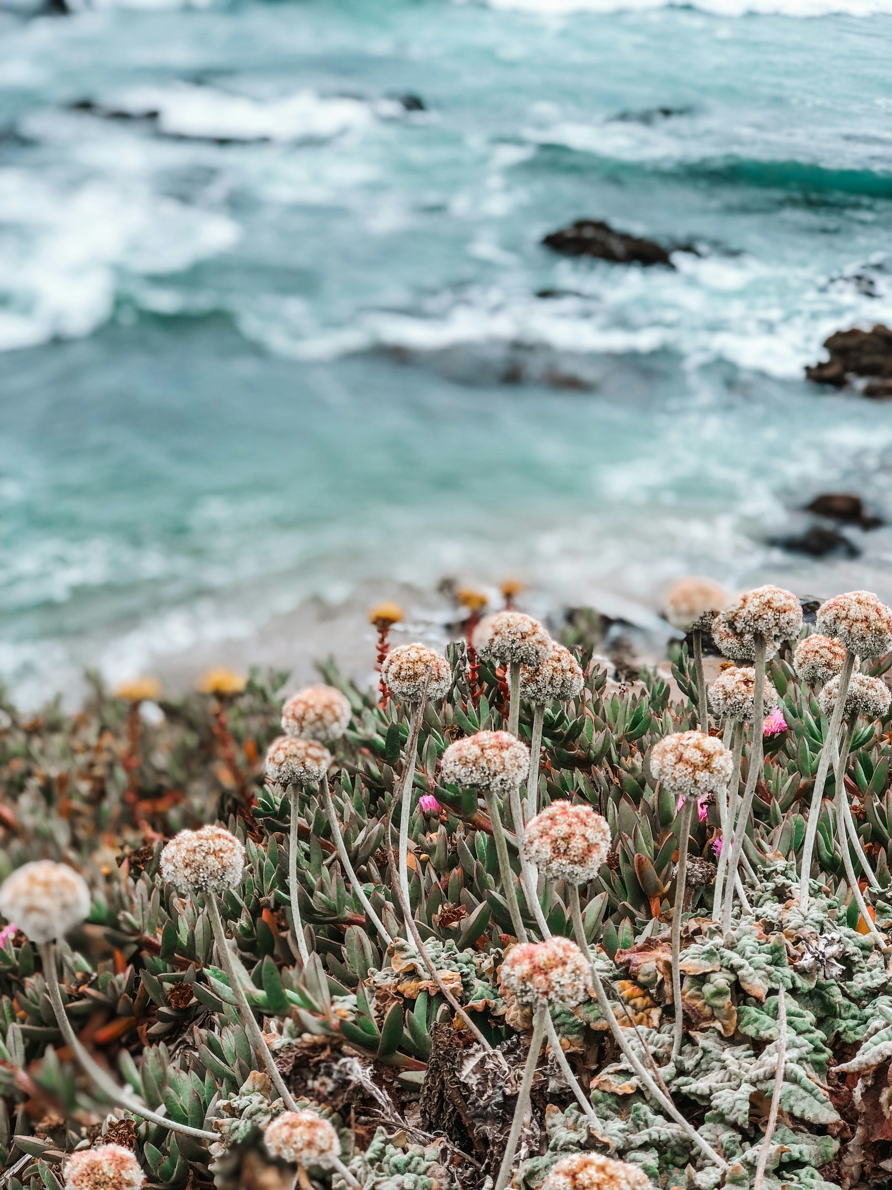 Delicate coastal flowers thrive on rocky terrain, overlooking the crashing waves below. The scene captures the harmony between land and sea.