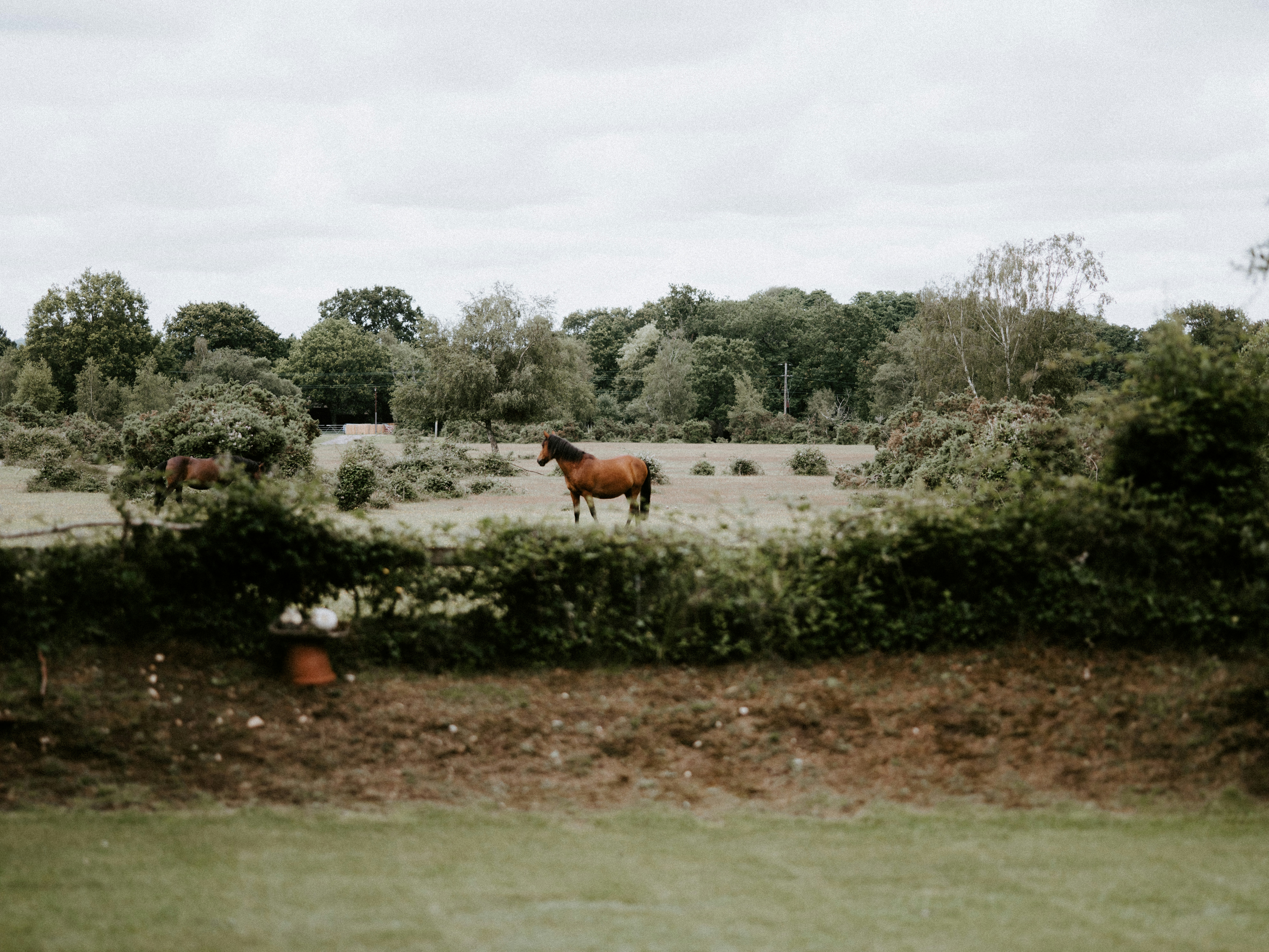 Pasture Watch: A Pair of Horses Amid Quiet Hedgerows