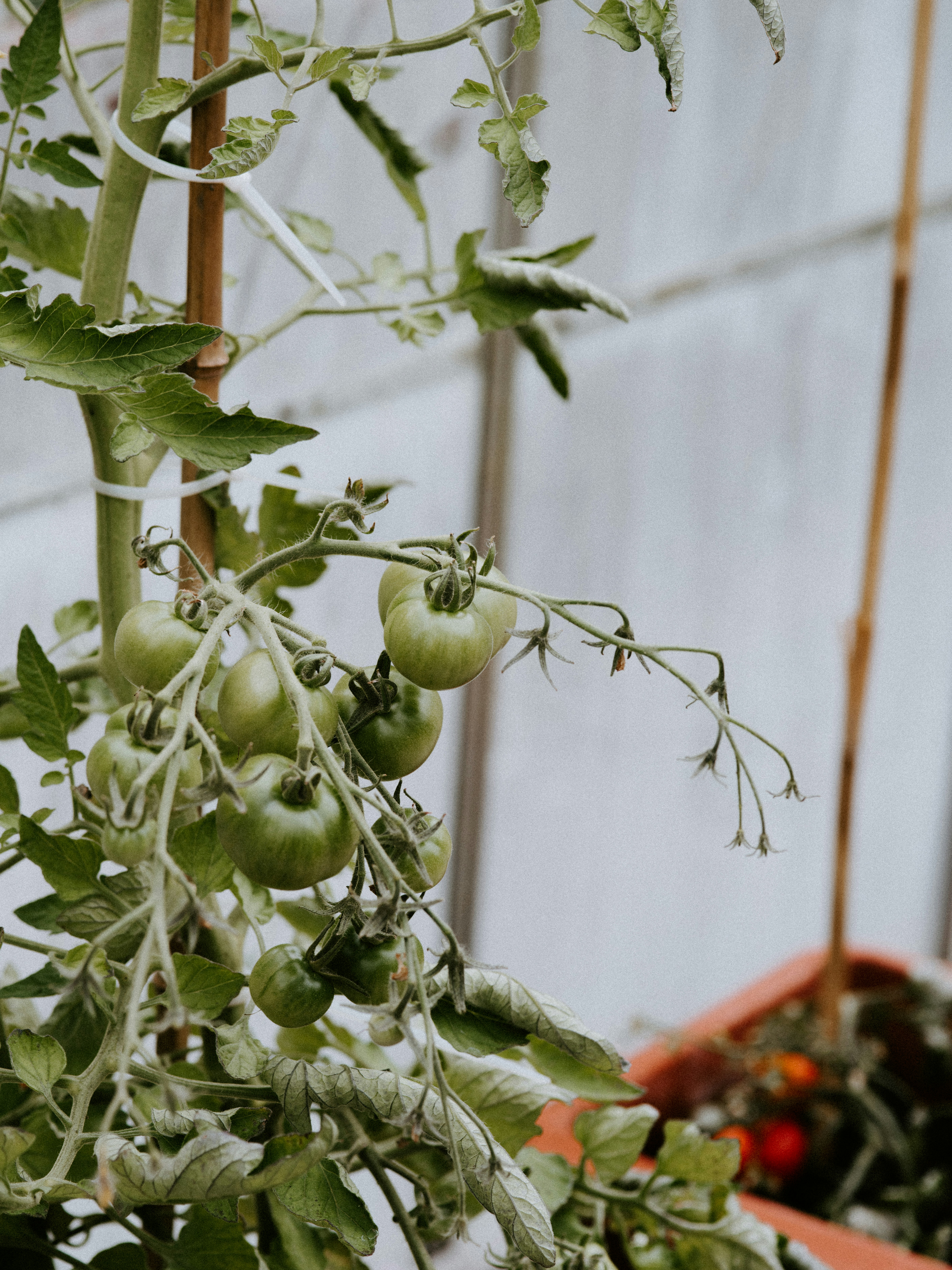 Cluster of unripe green tomatoes hanging from a vibrant plant against a muted background. The delicate leaves frame the scene, hinting at the promise of future ripeness.