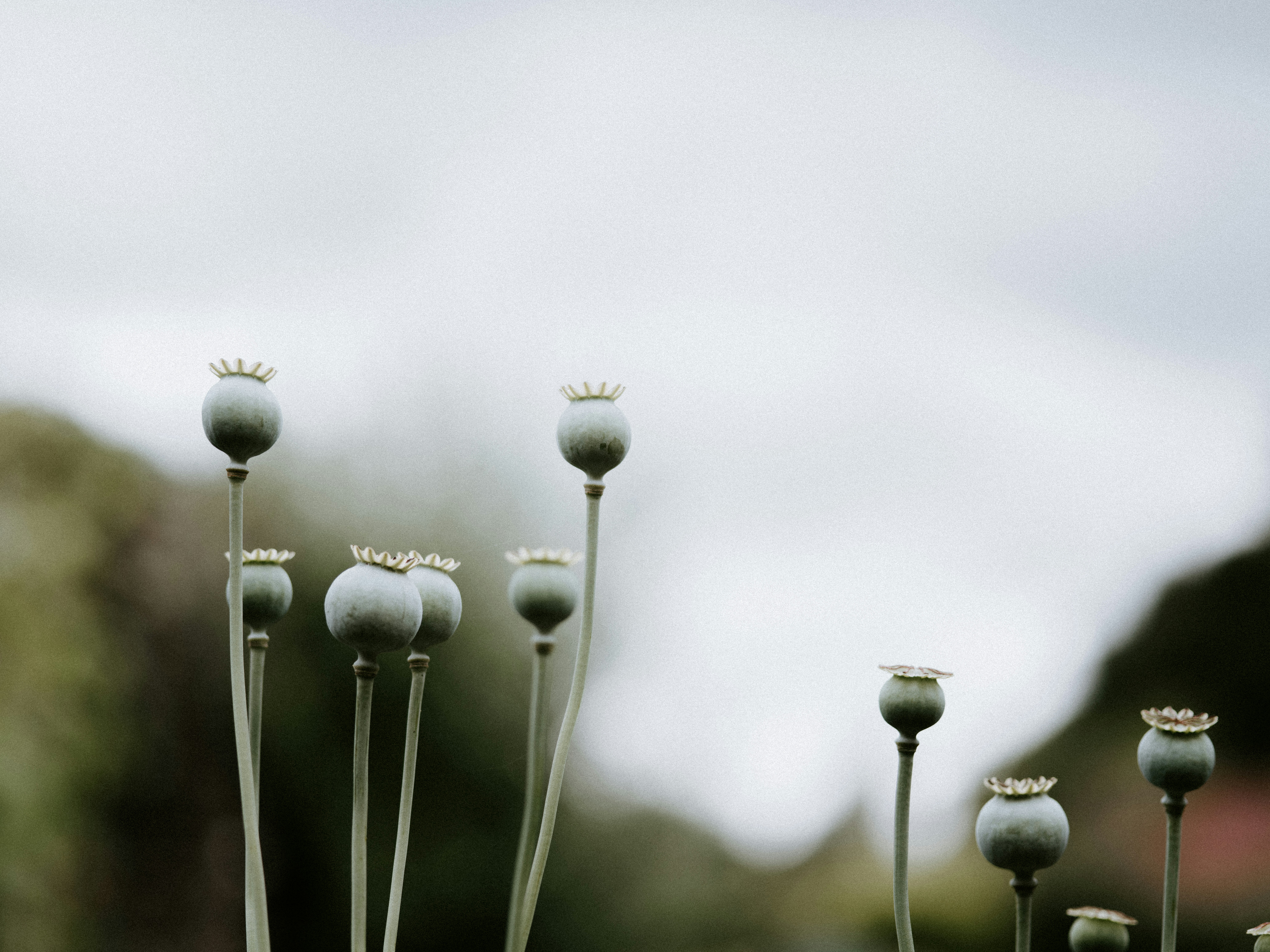 Crowned Seed Heads in a Quiet Field