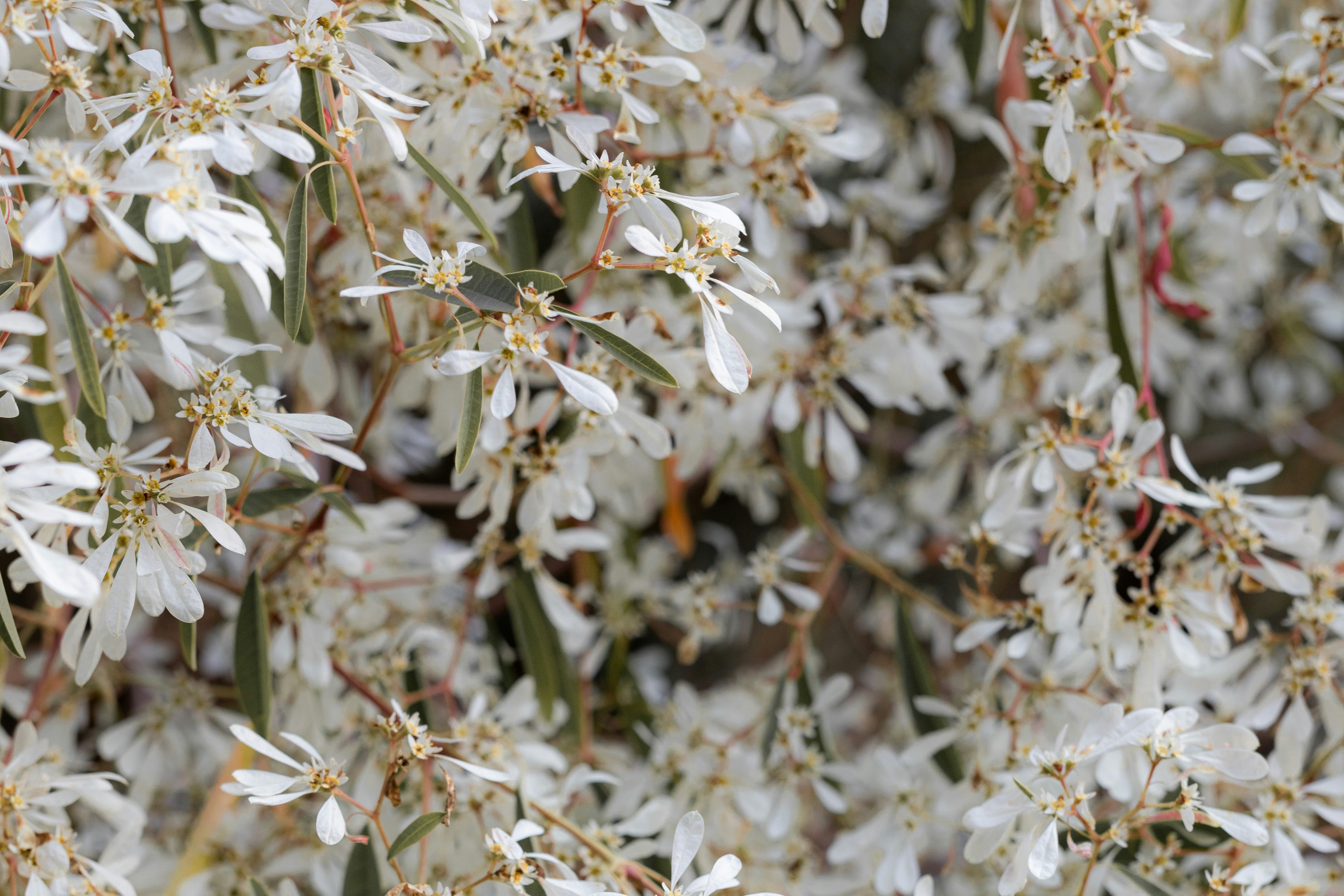 Dense clusters of white blossoms with slender green leaves create a textured floral tapestry.