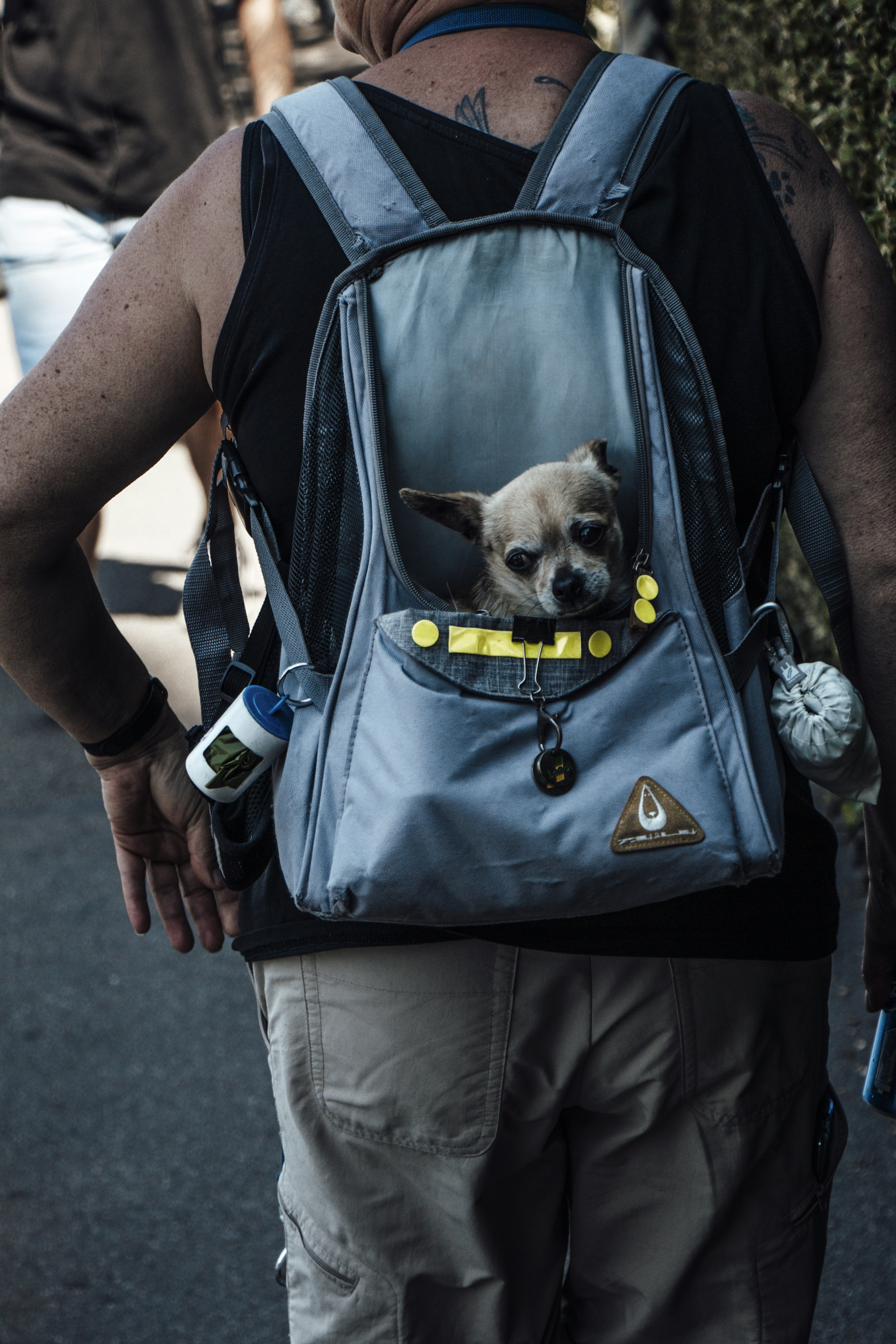 Tiny Co-Pilot: Chihuahua Peeks from a Blue Trek Backpack