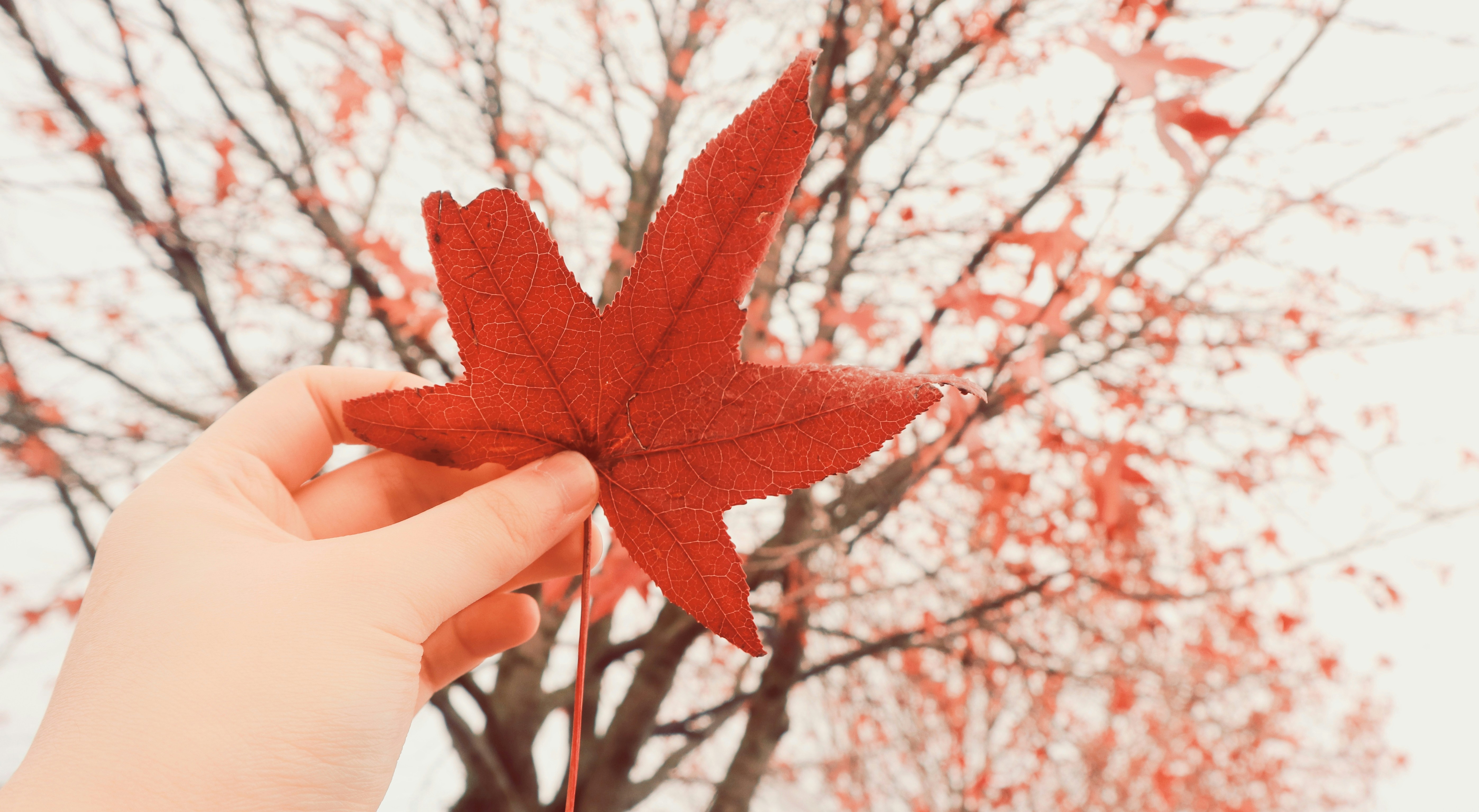 red maple leaf on persons hand