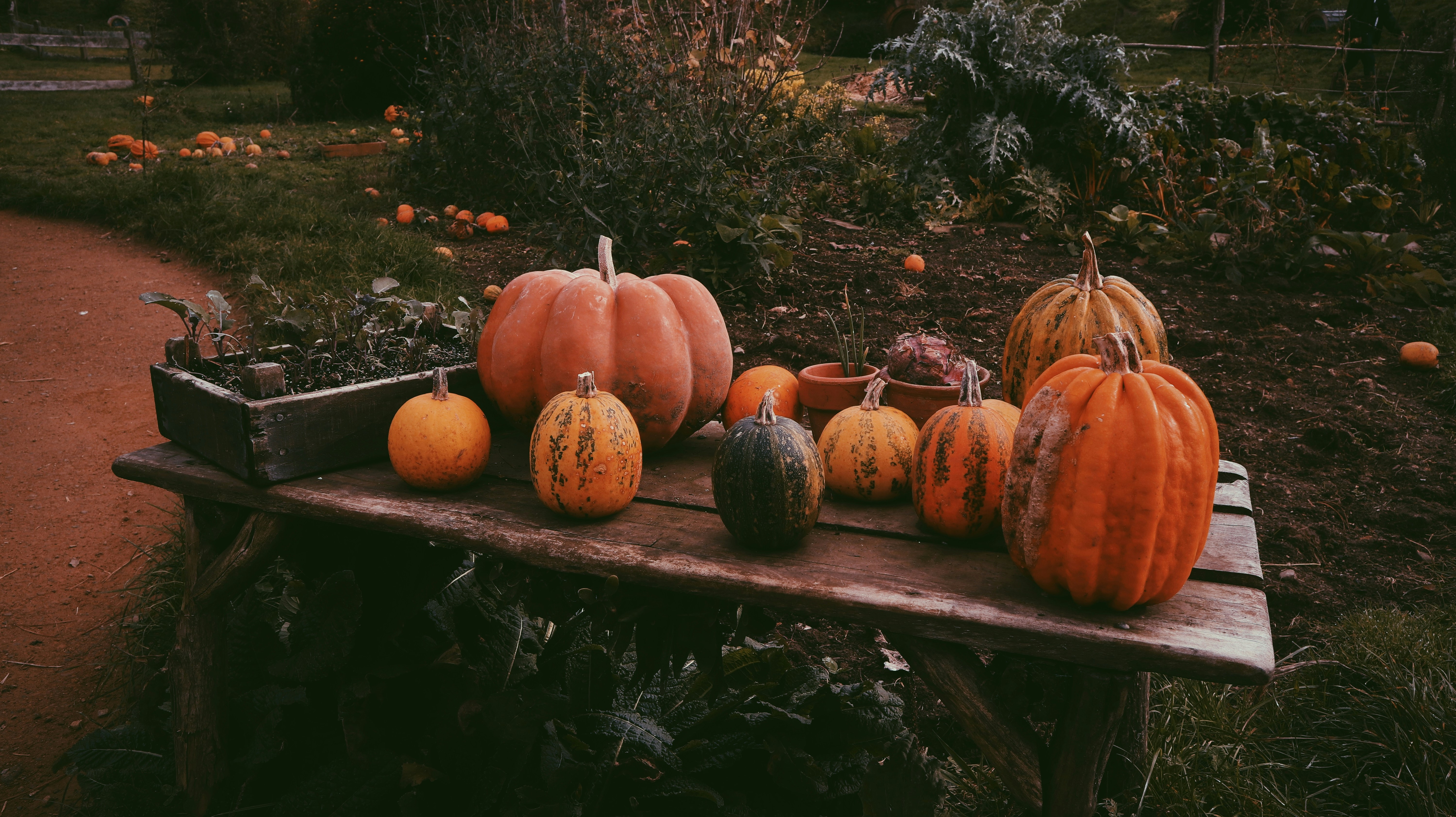 Dusk-Soft Harvest: Pumpkins Arranged on a Weathered Table