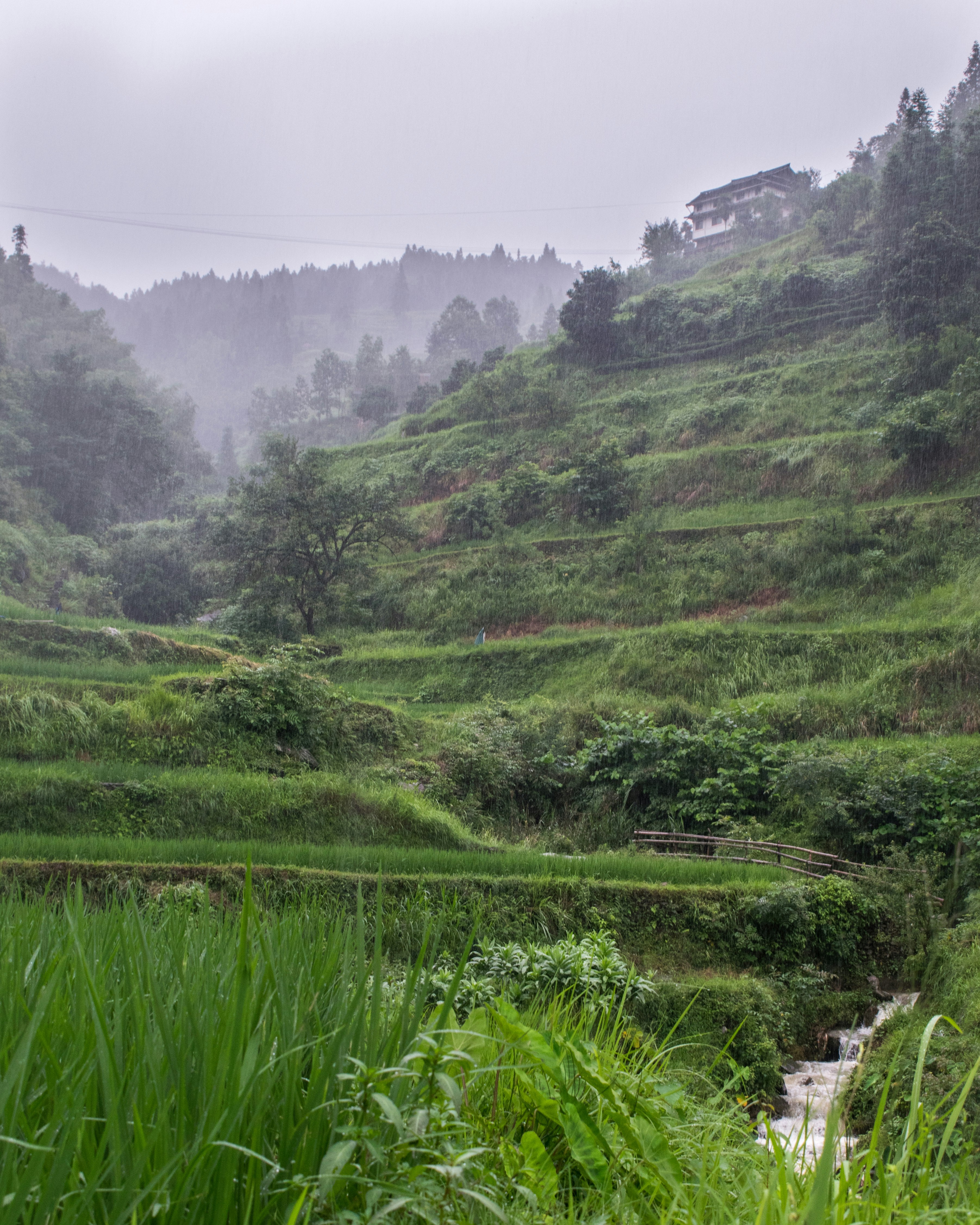 Lush green rice terraces cascading down a hillside, shrouded in gentle mist and soft rain. A tranquil stream meanders through the verdant landscape.