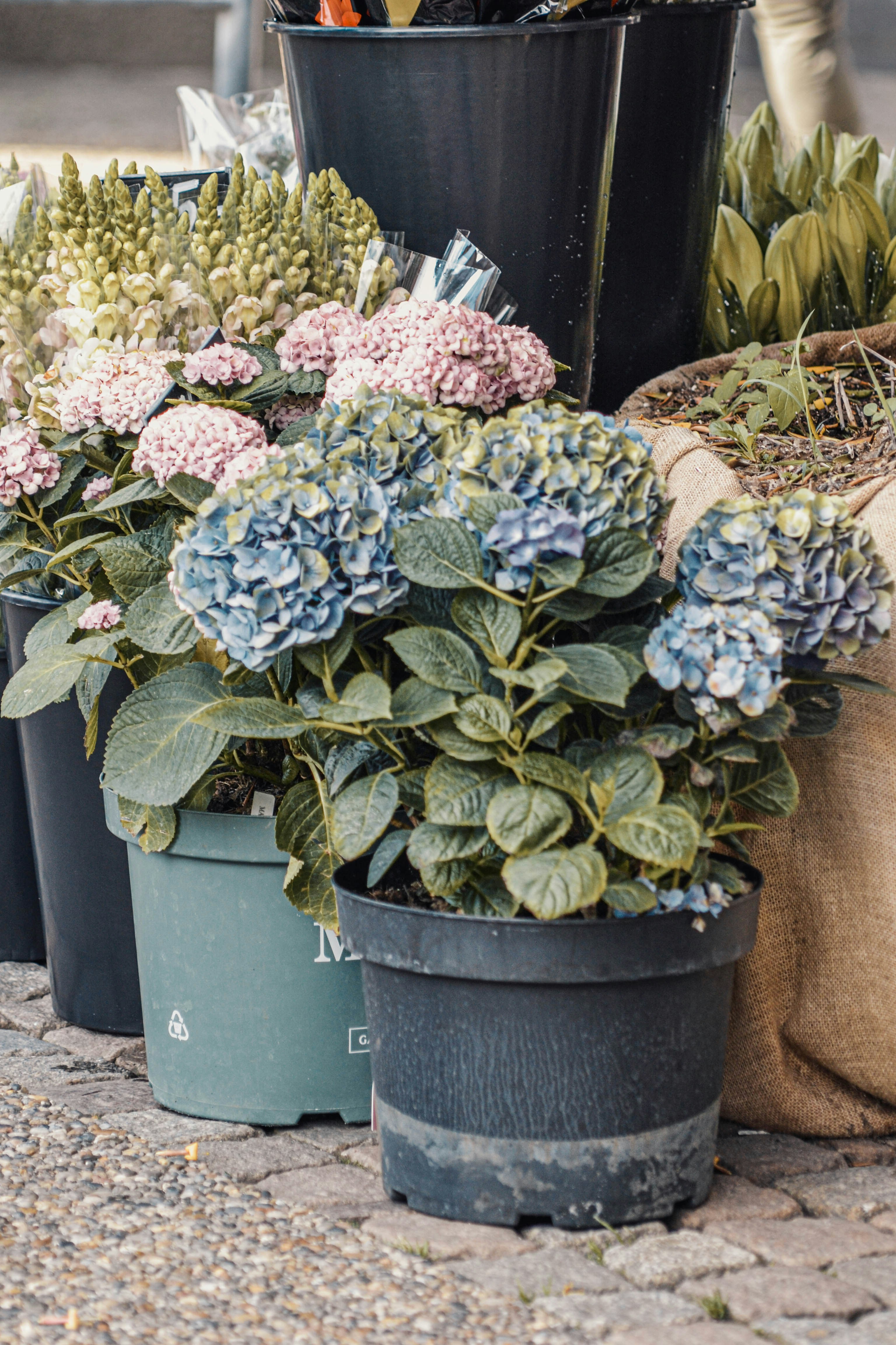 Hydrangeas and other vibrant flowers arranged in pots at a market stall, showcasing the beauty of urban gardening.