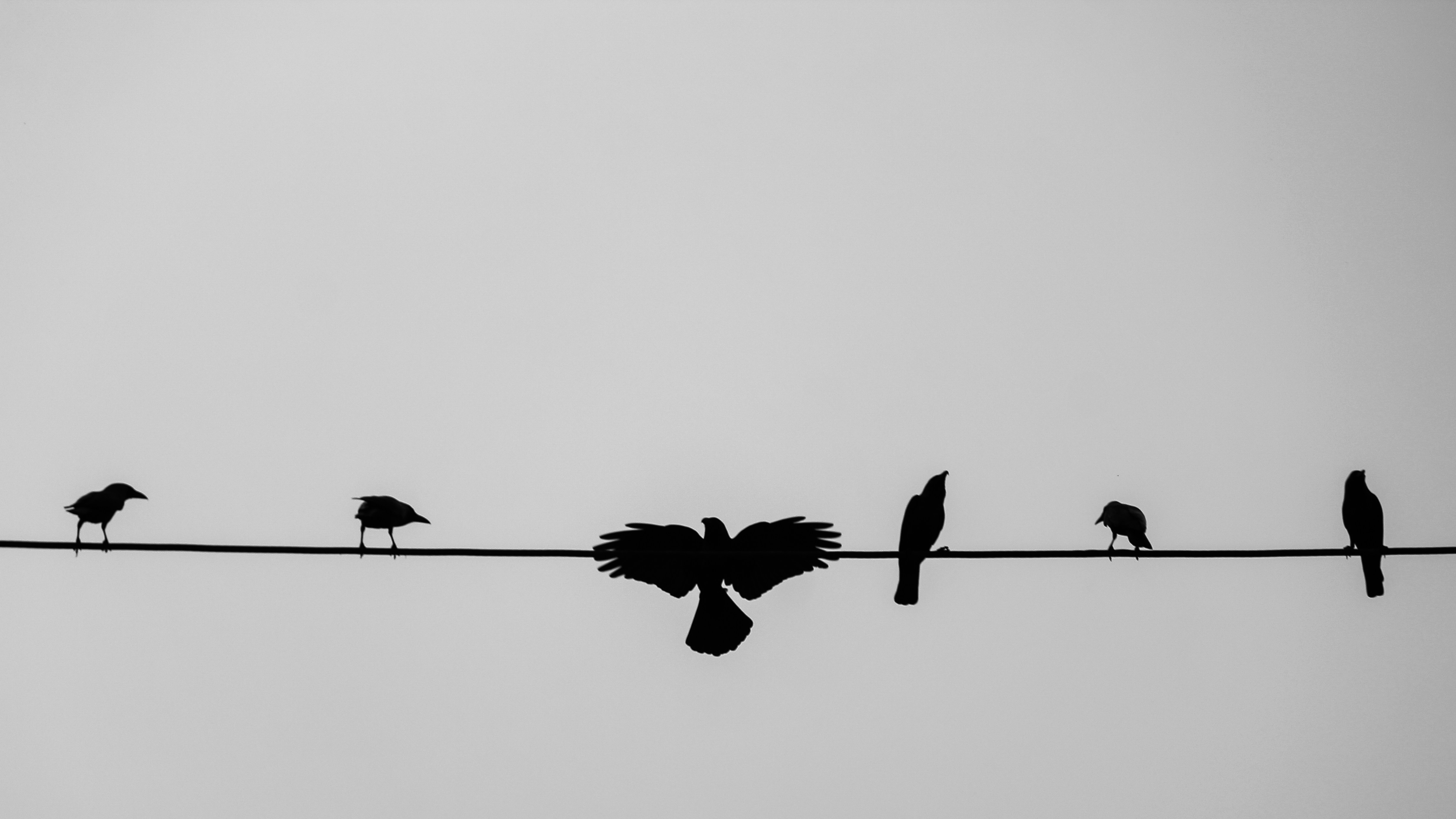 Birds On Wire Silhouette