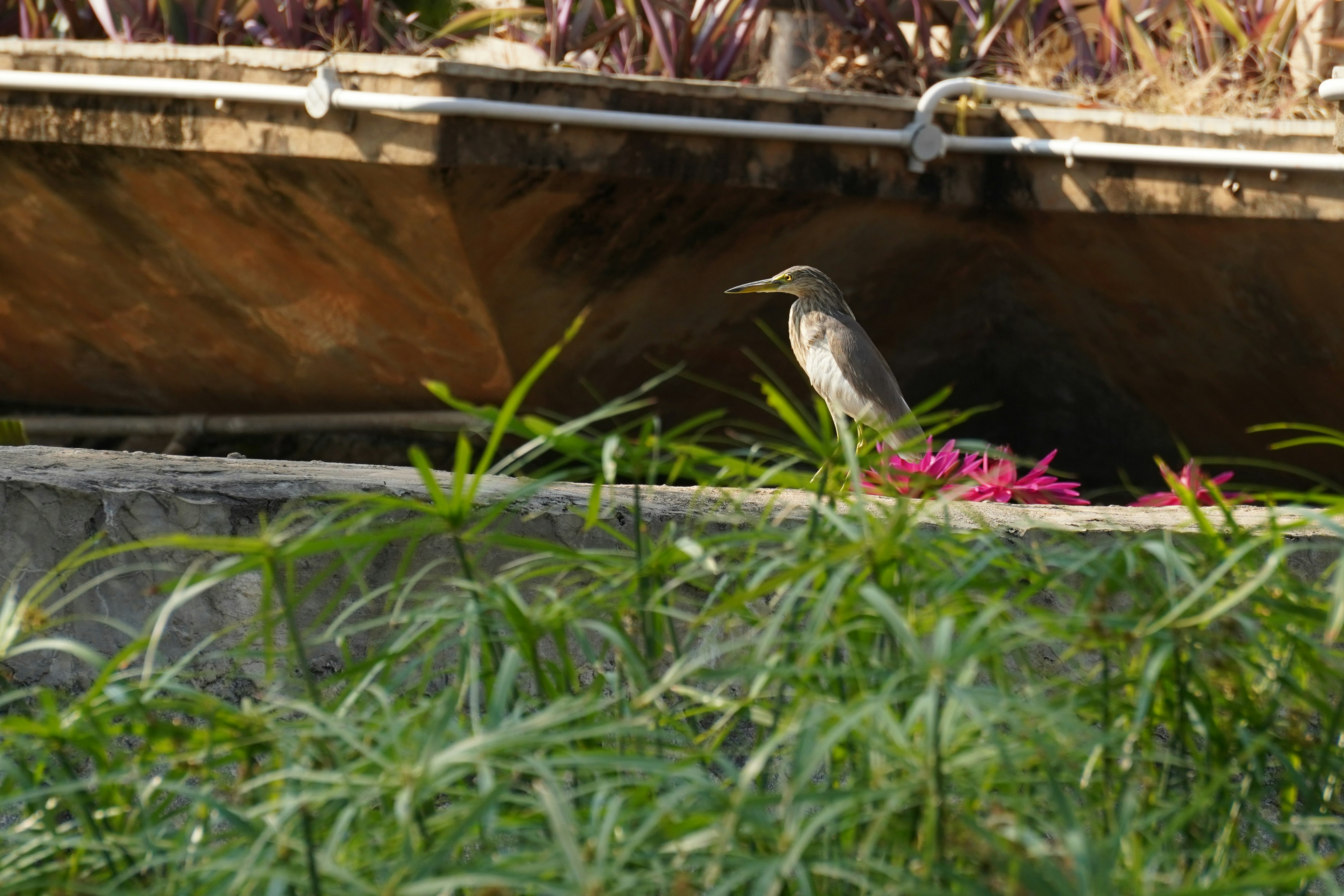 Edge-Perched Heron Over a Green-Flowered Canal Bank