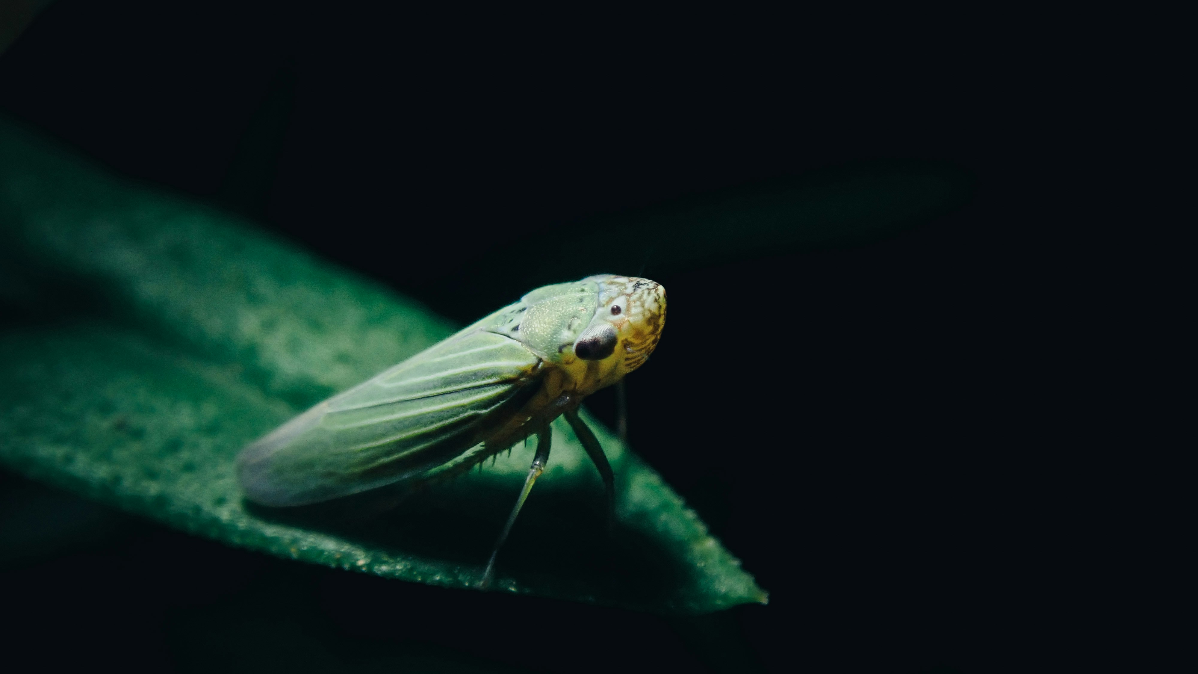 Close-up of a cicada resting on a leaf, showcasing intricate wing details against a dark backdrop.