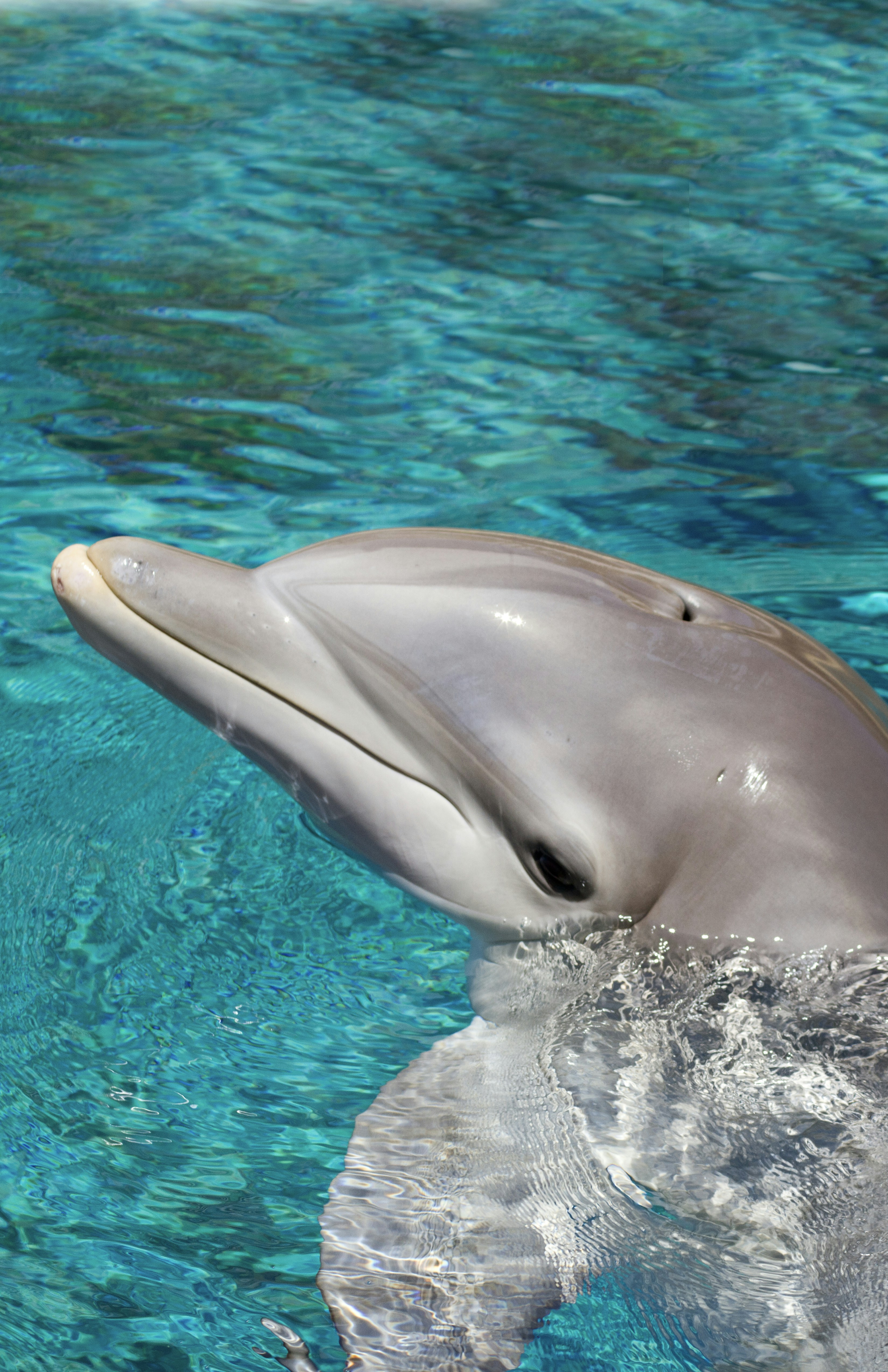 A cute Dolphin at the Siegfried & Roy's Secret Garden and Dolphin Habitat, in the Mirage, MGM grand Hotel in Las Vegas.