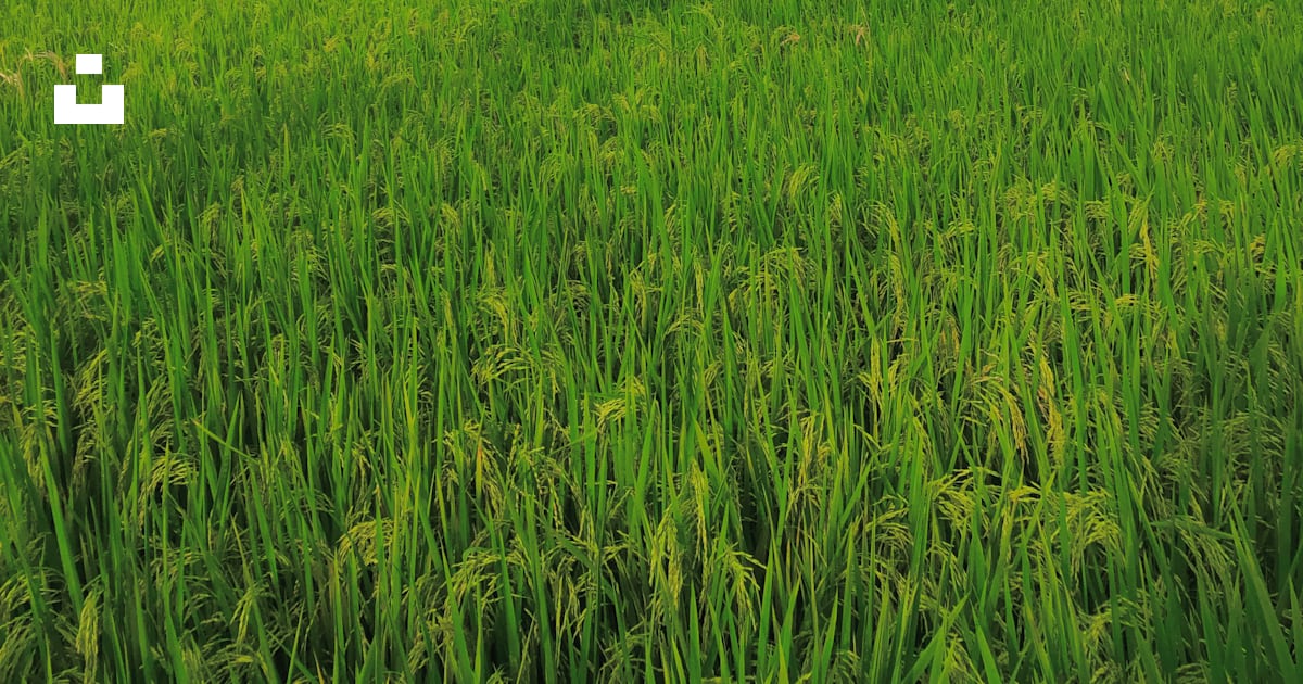 昼間の曇り空の下、緑の芝生のフィールドの写真 Unsplashの自然の無料画像