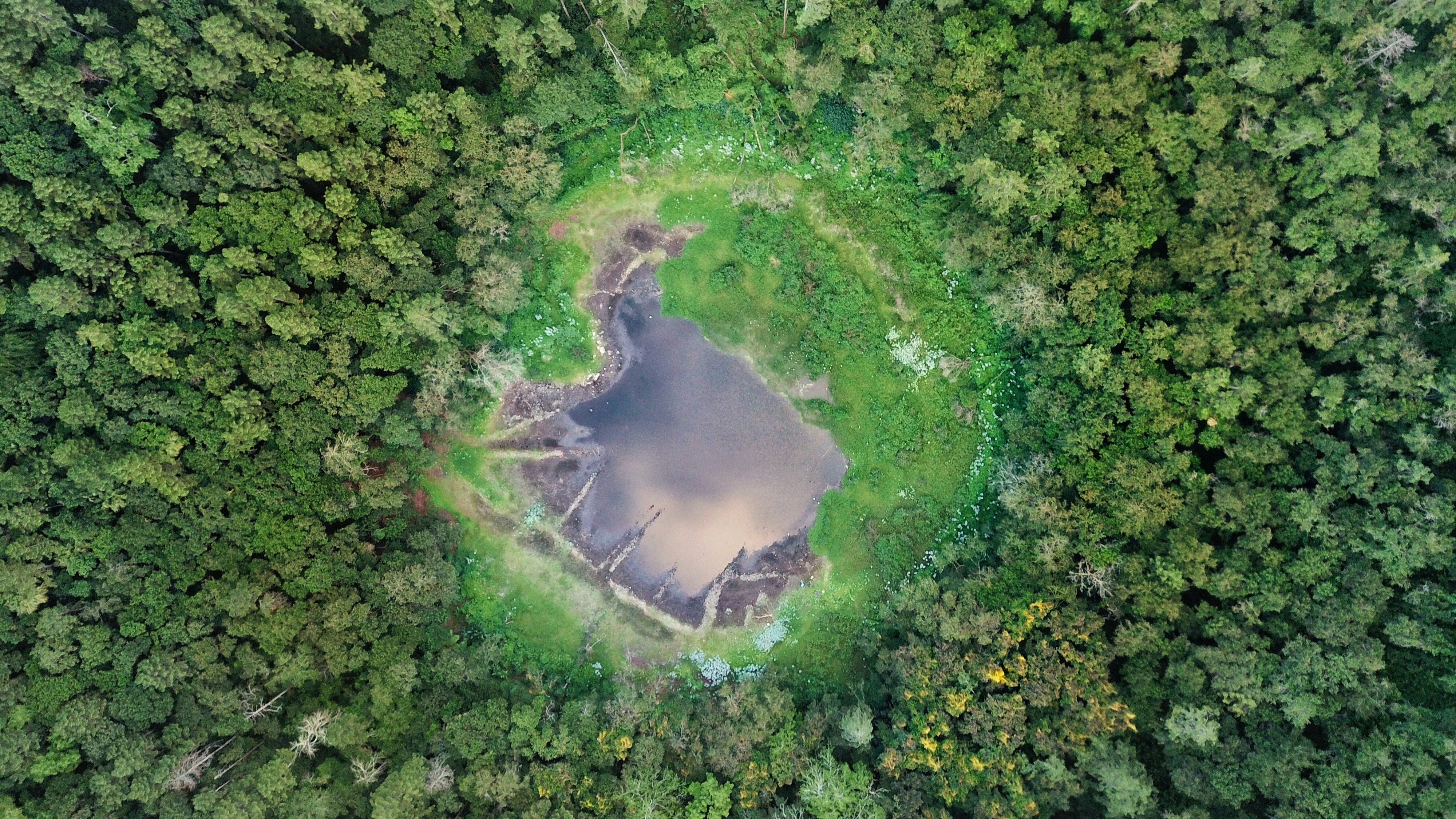 Aerial view of a circular pond surrounded by dense forest, showcasing the vibrant greens and earthy tones of nature. The water reflects the surrounding foliage.