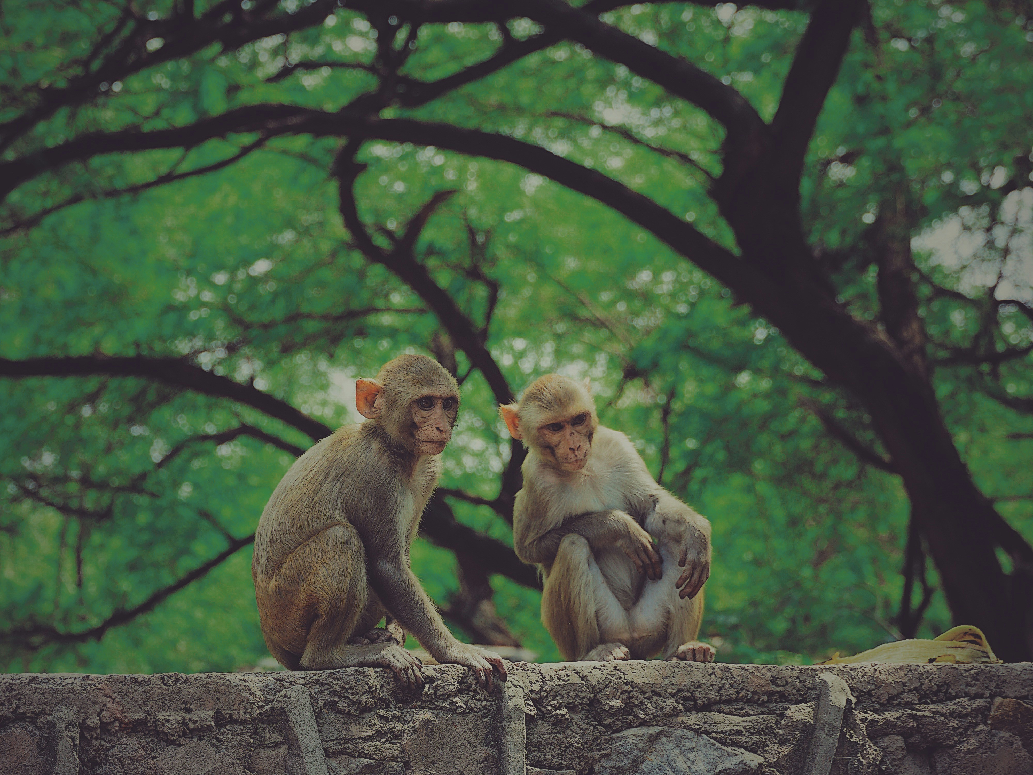 Two monkeys perched on a stone wall, surrounded by lush green foliage. Their expressions reflect a moment of contemplation.